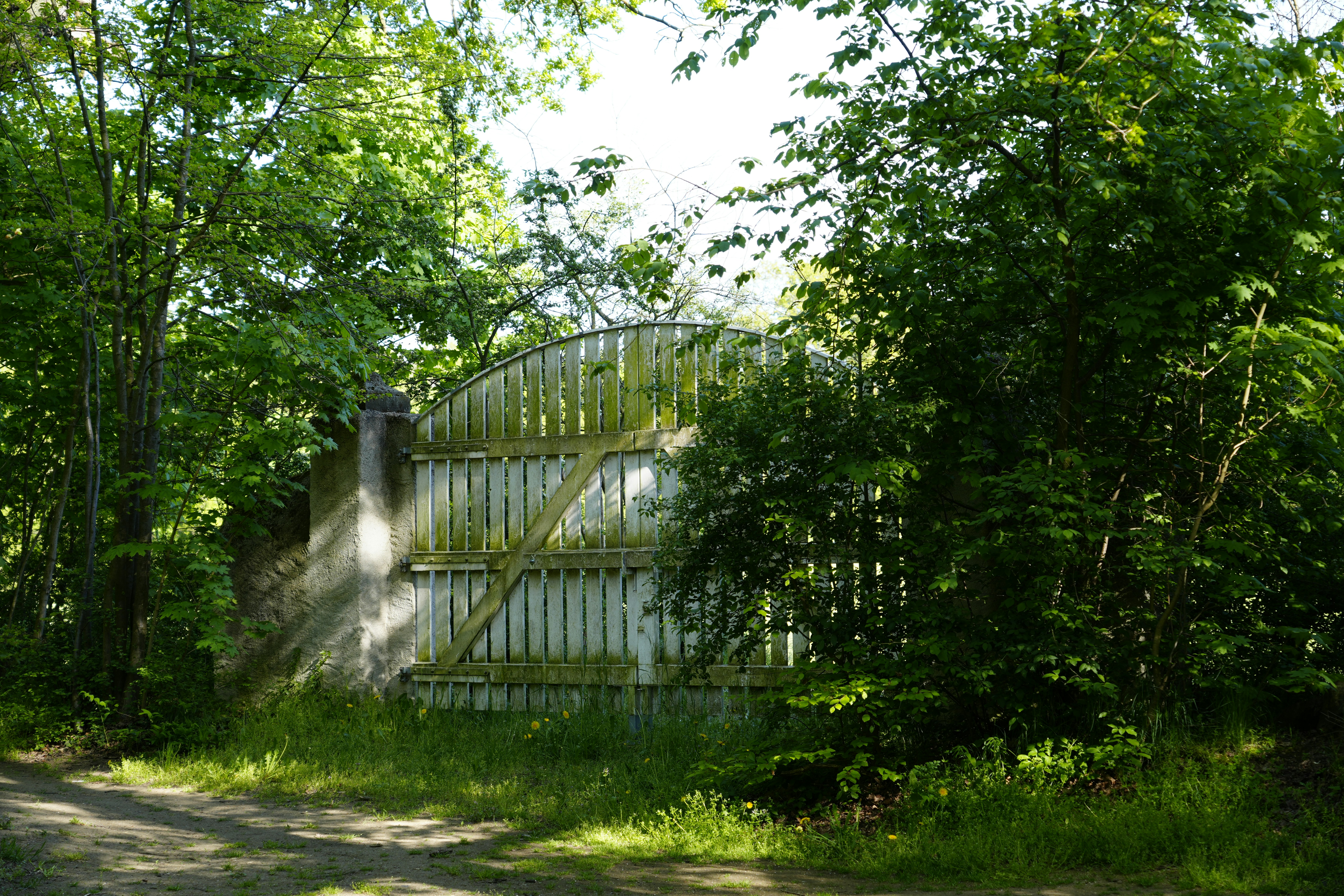 Overgrown Gatekeepers of a Quiet Clearing