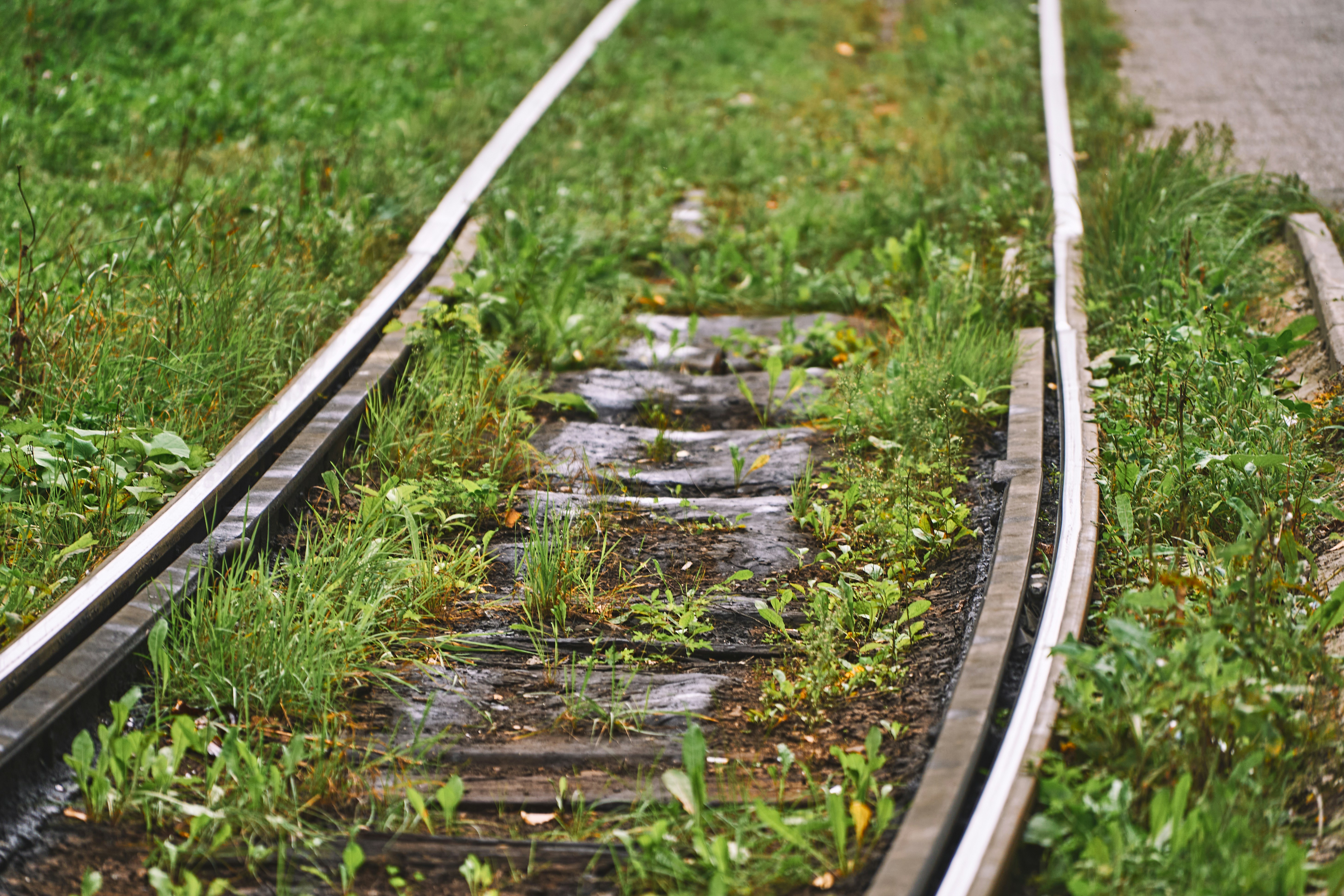 Overgrown Rails: Nature Reclaims the Tracks