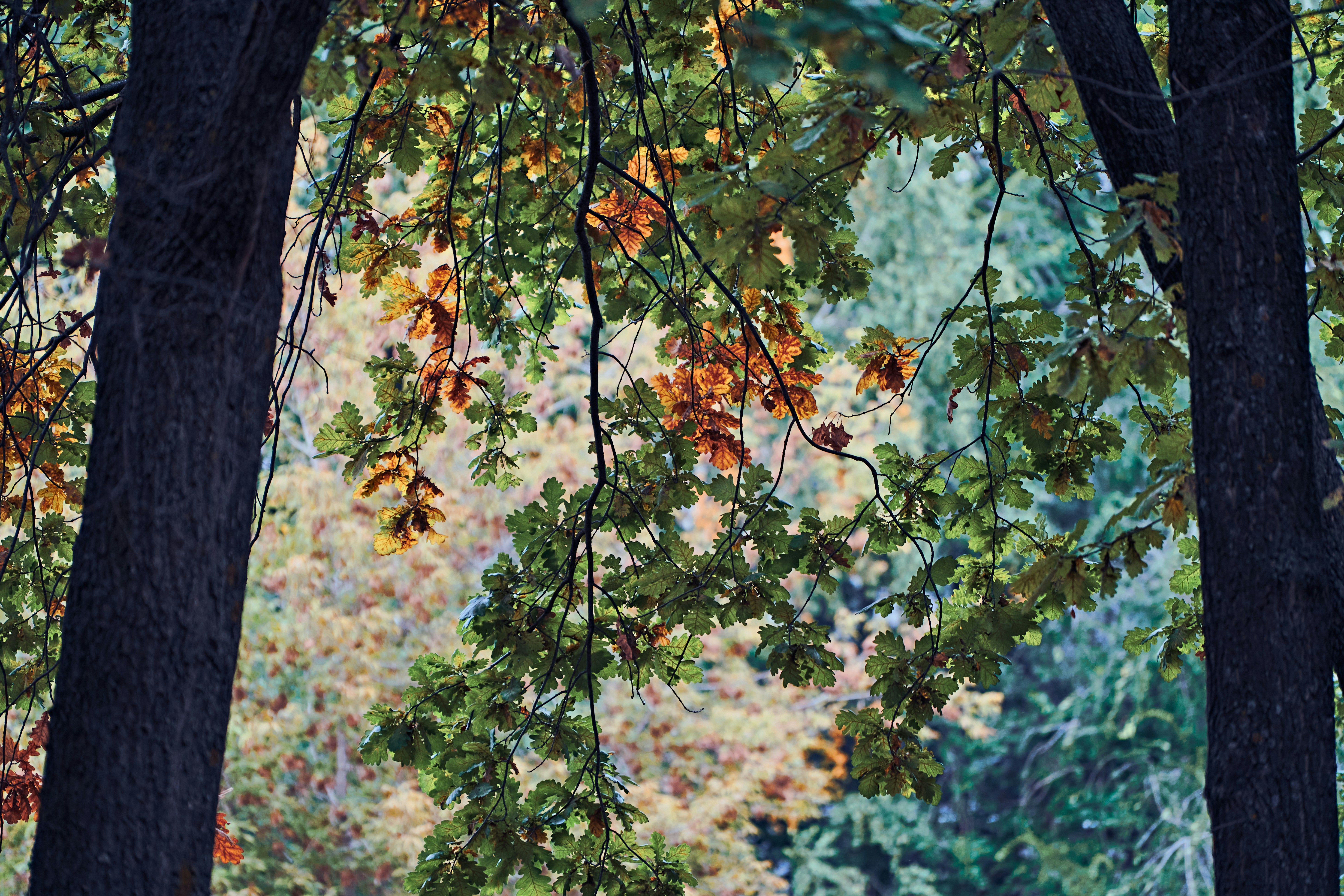 Dappled Autumn Canopy: A Quiet Forest Frame