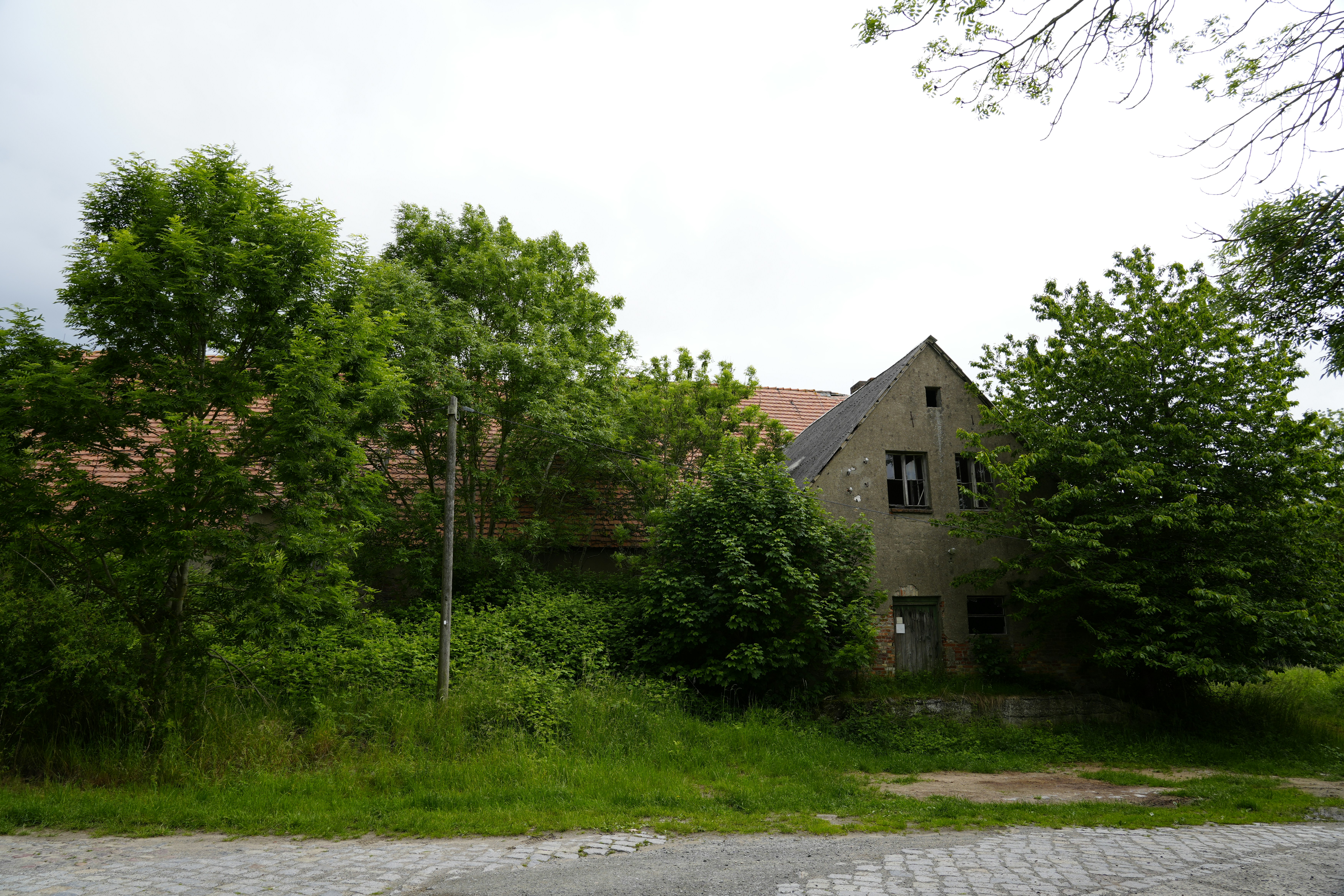 Overgrown Estate: A Quiet Facade Hidden by Greenery