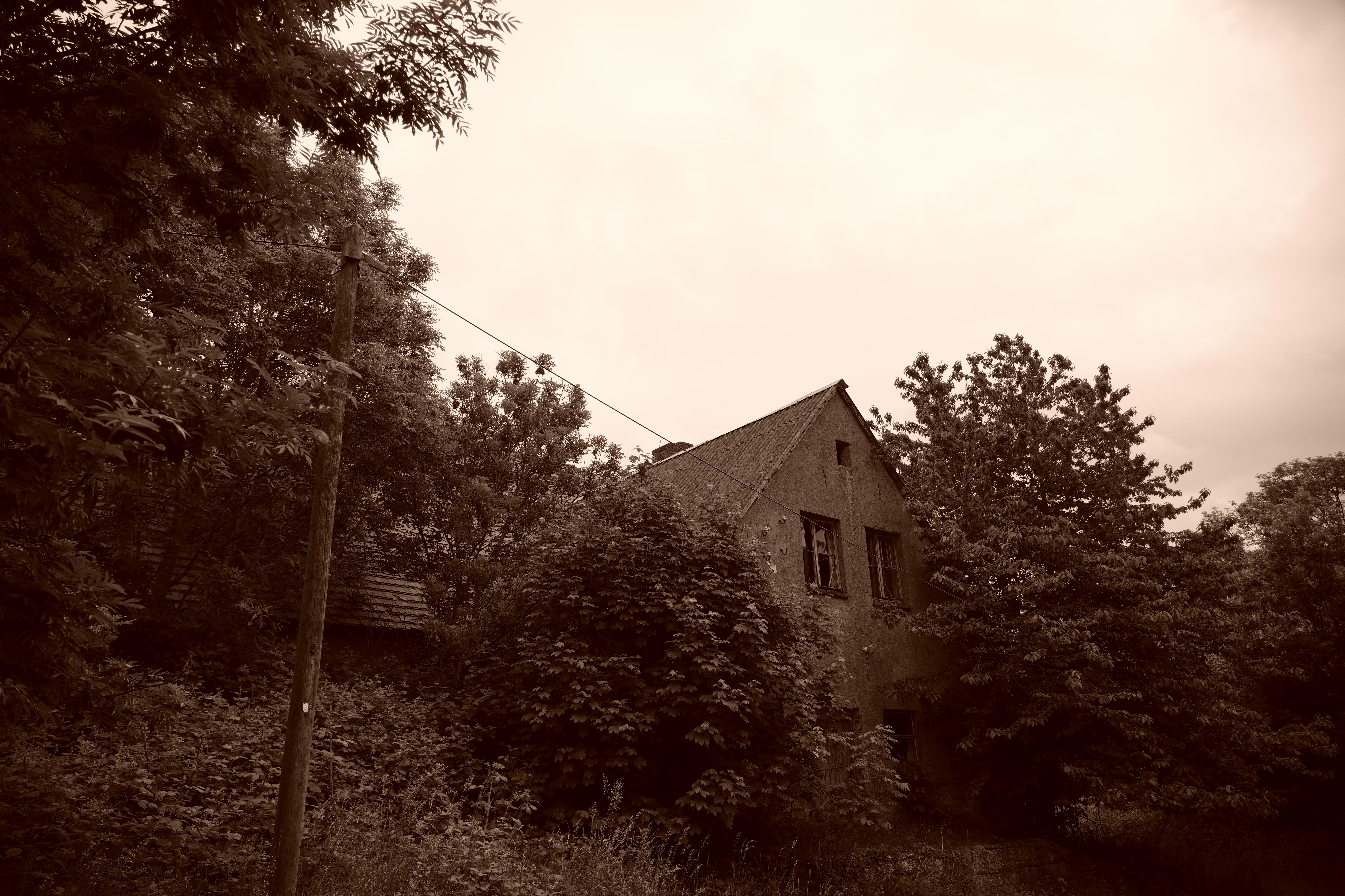 Overgrown Gable: A Quiet House Surrounded by Trees