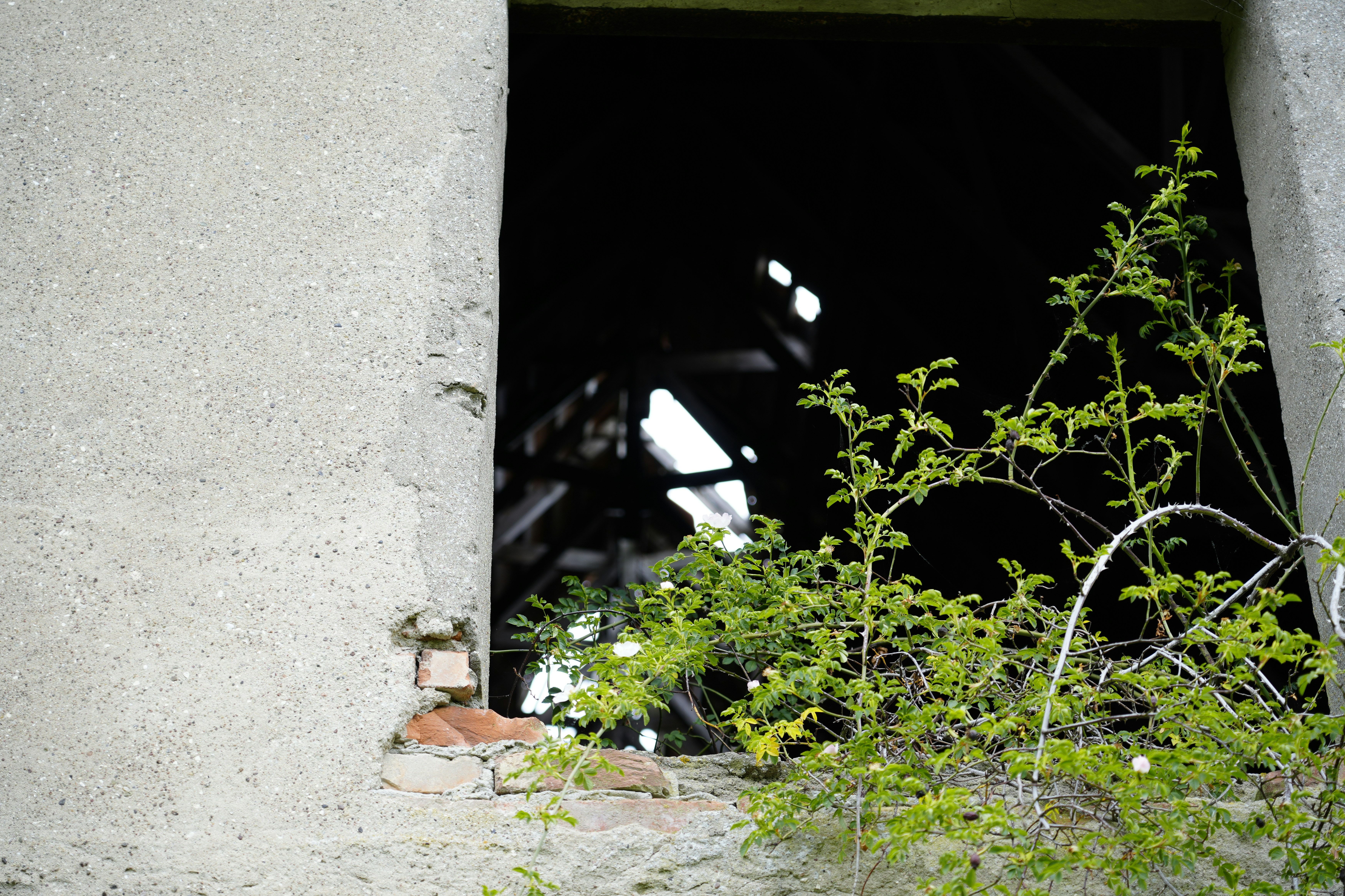 Overgrown Window Frame: Quiet Echoes of an Abandoned Structure