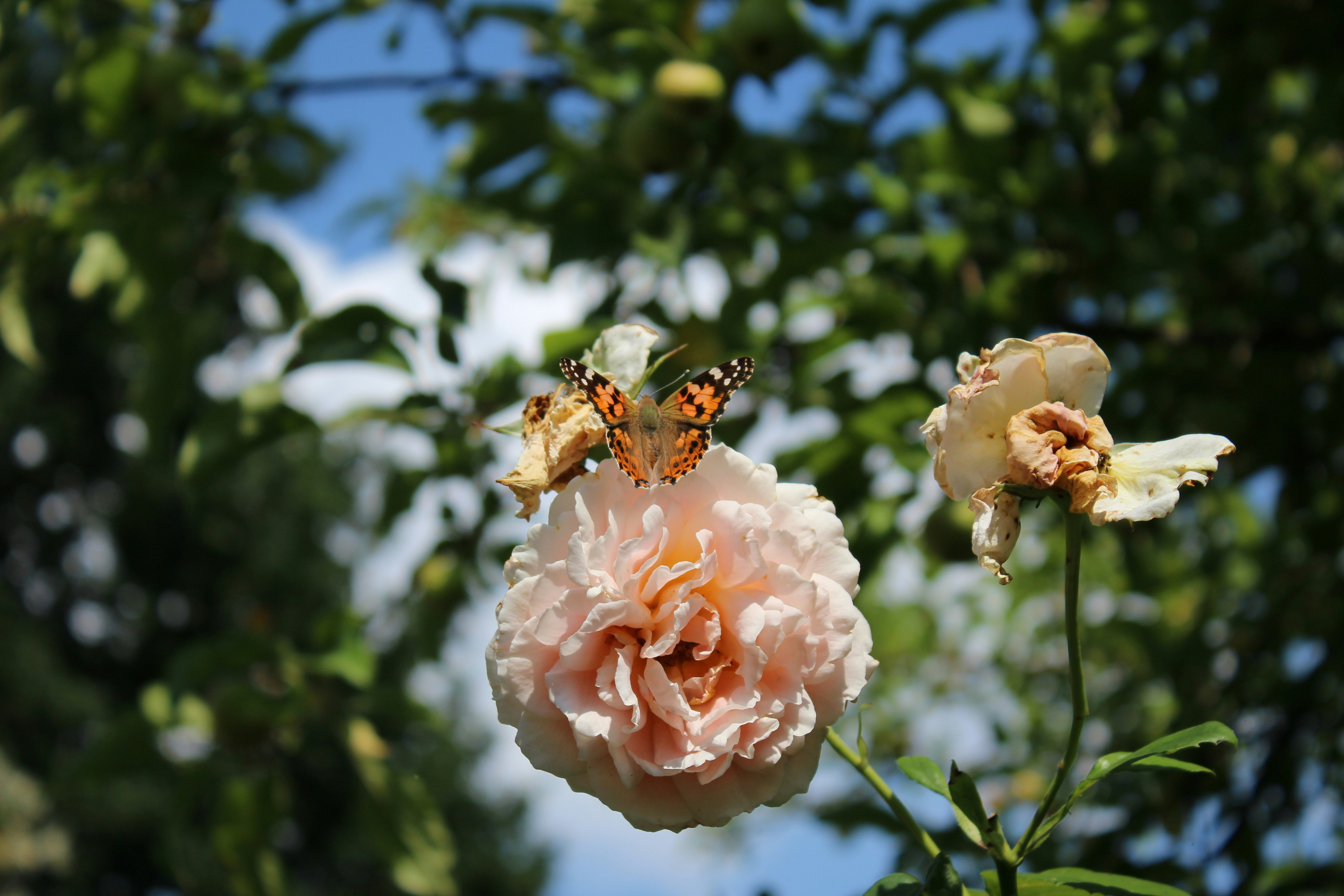 Delicate Monarch on a Blushing Bloom