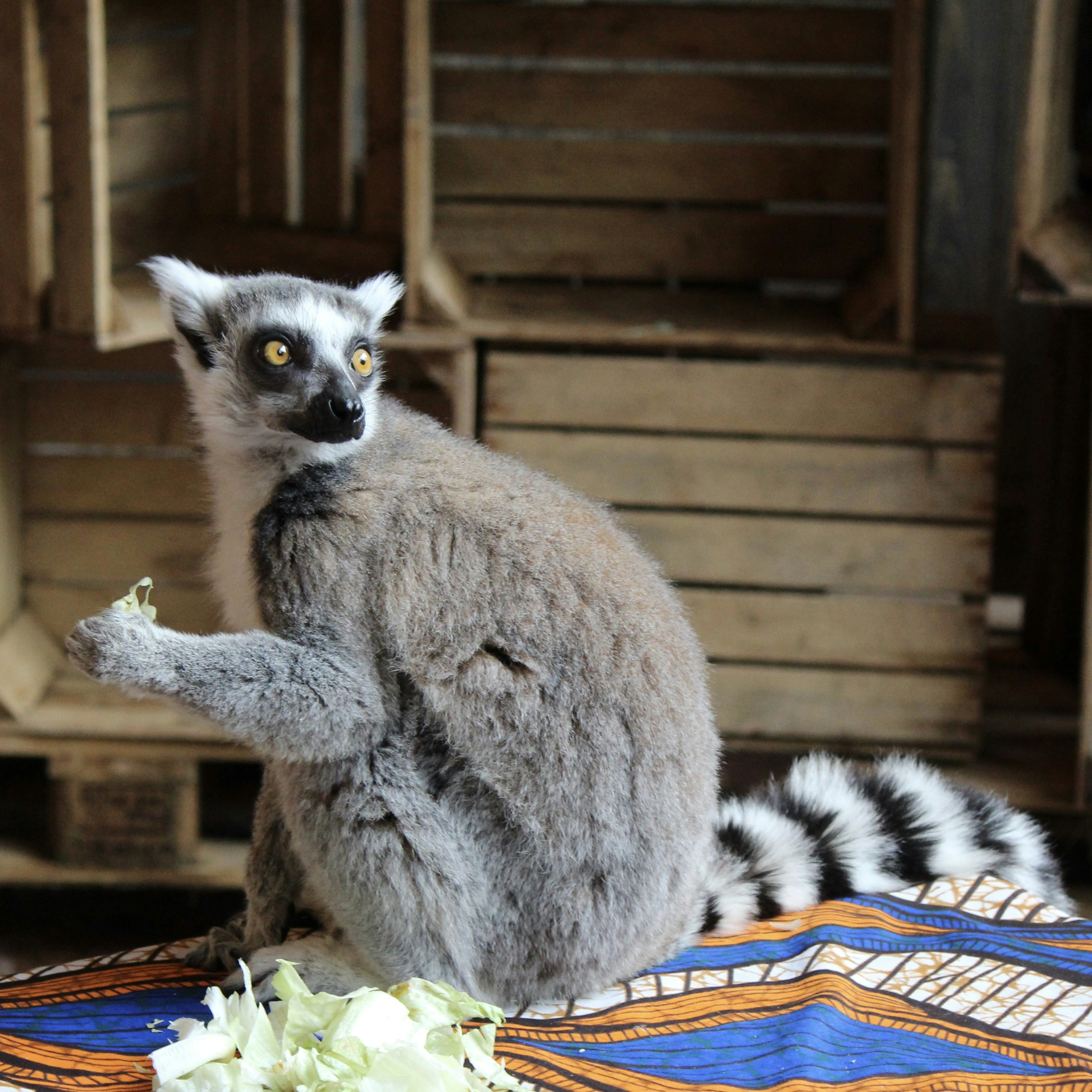Gray lemur sits on a colorful patterned blanket inside a wooden enclosure, holding leafy greens. Note: a plush, naturalistic setting with warm tones and visible fur texture.