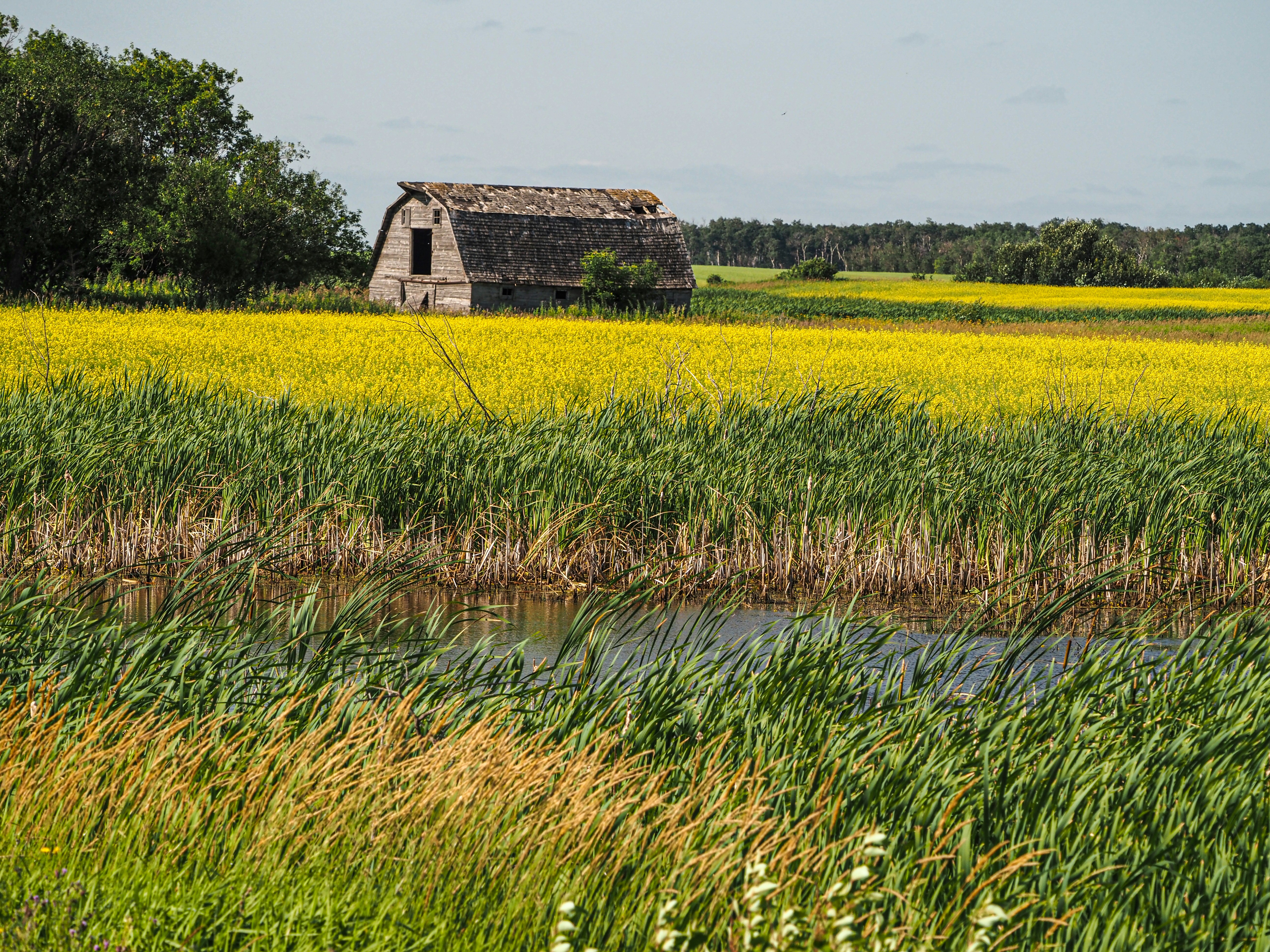 Yellow Fields and Weathered Barn Between River Grasses