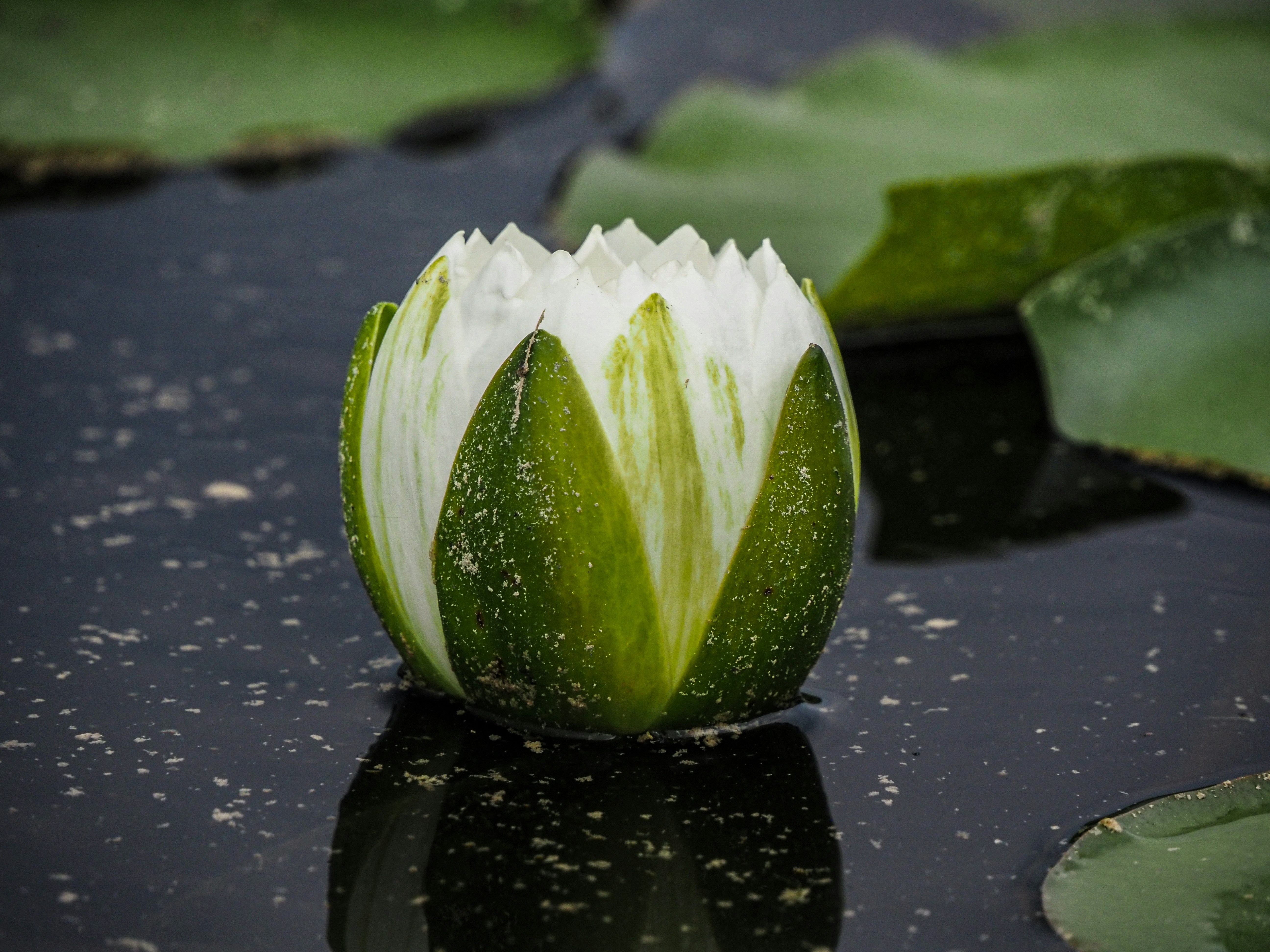 Emerald Bud in a Quiet Pond