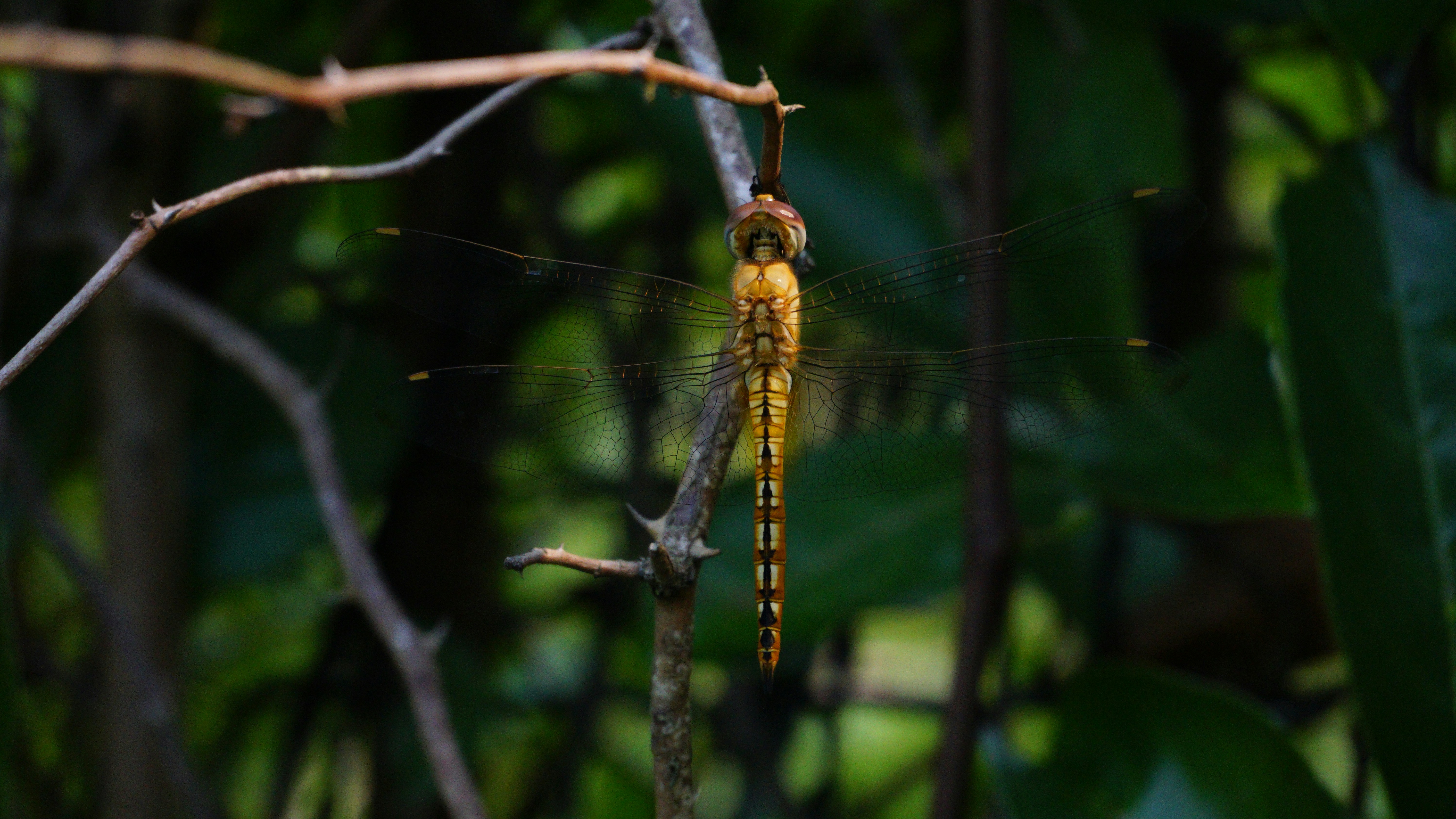 Golden Dragonfly Silhouette Adrift on a Quiet Branch