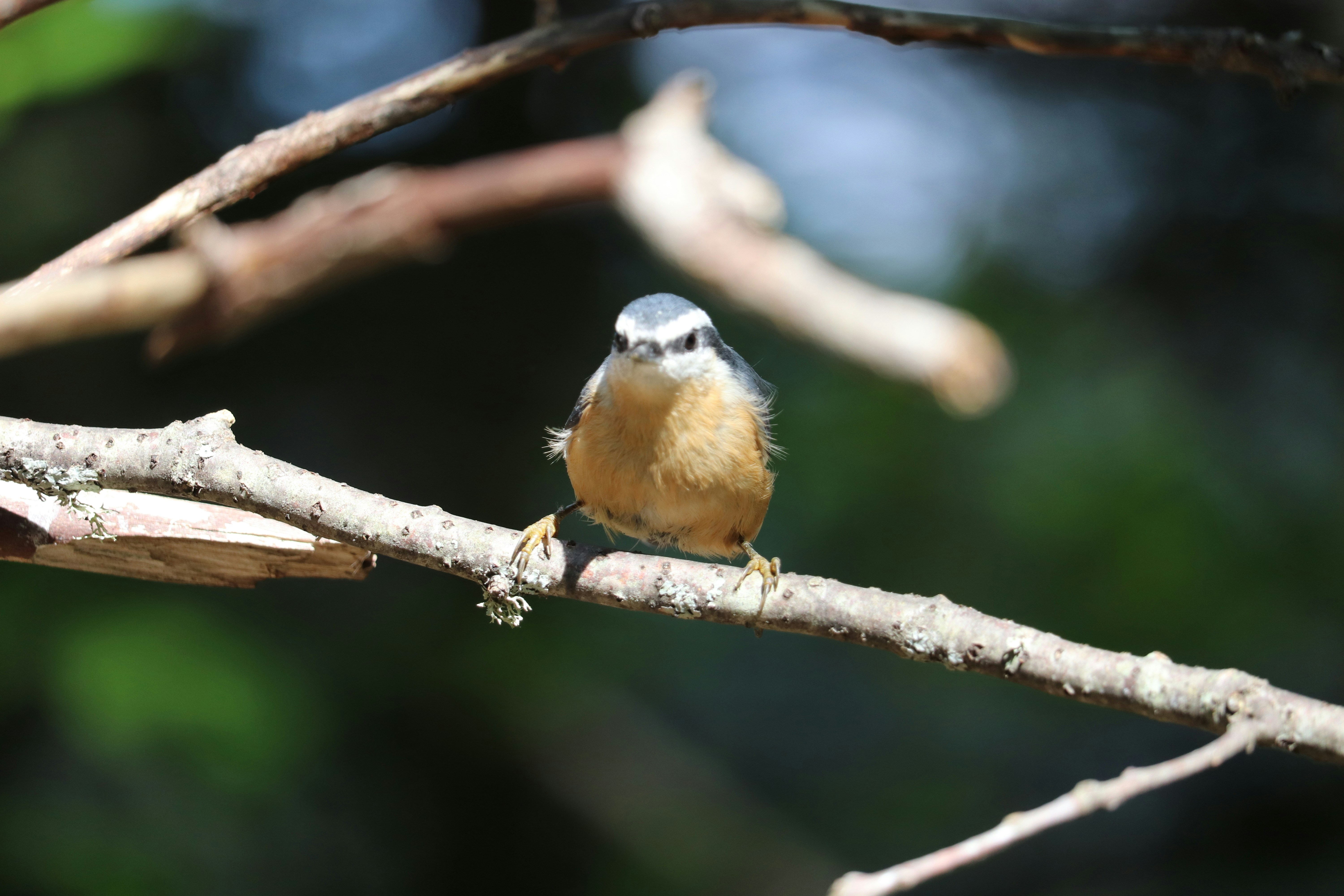Tiny Tyrant on a Branch: A Bold Blue-Capped Chickadee in Focus