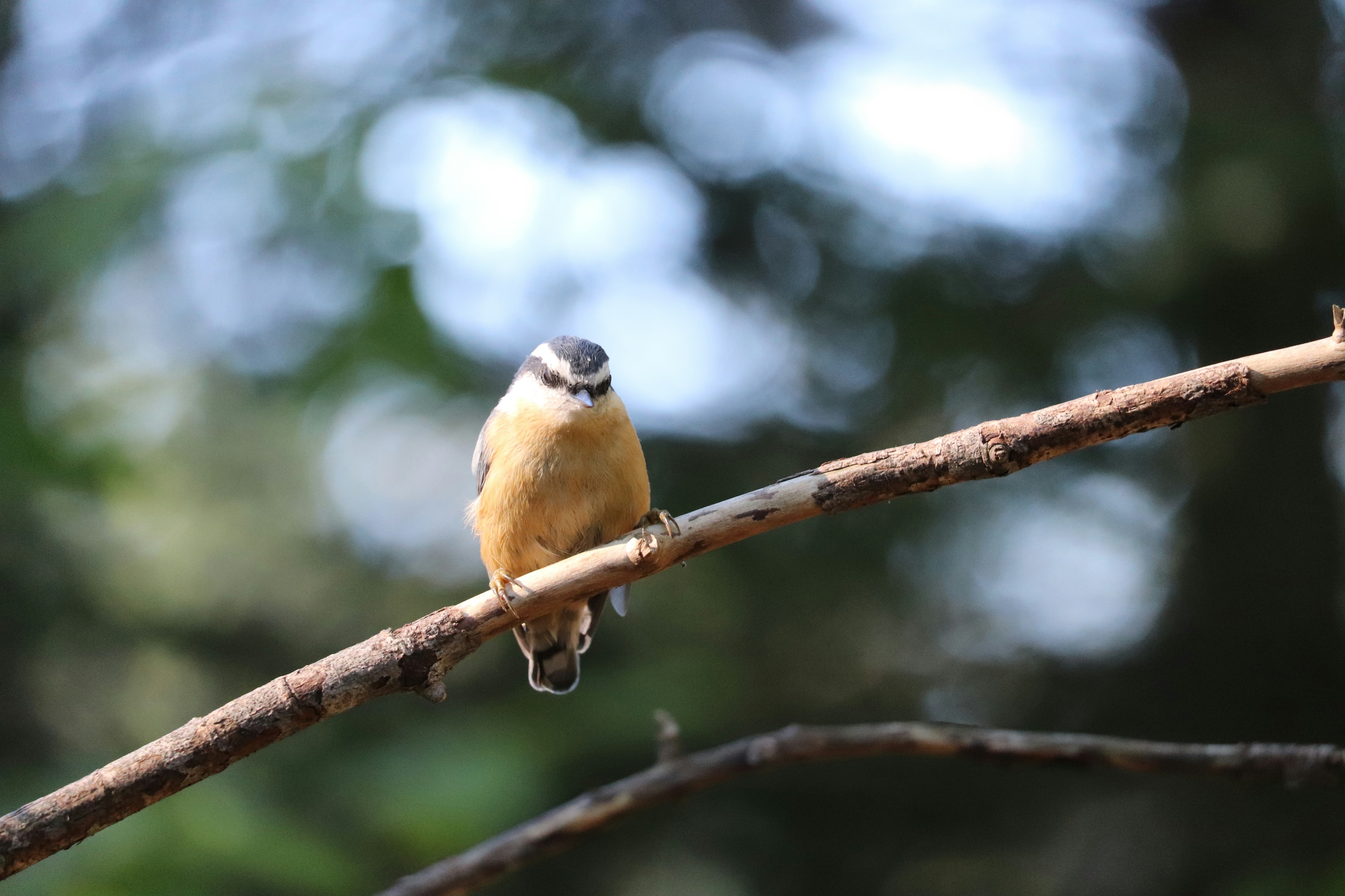 Tiny Songbird Perched on a Slender Branch
