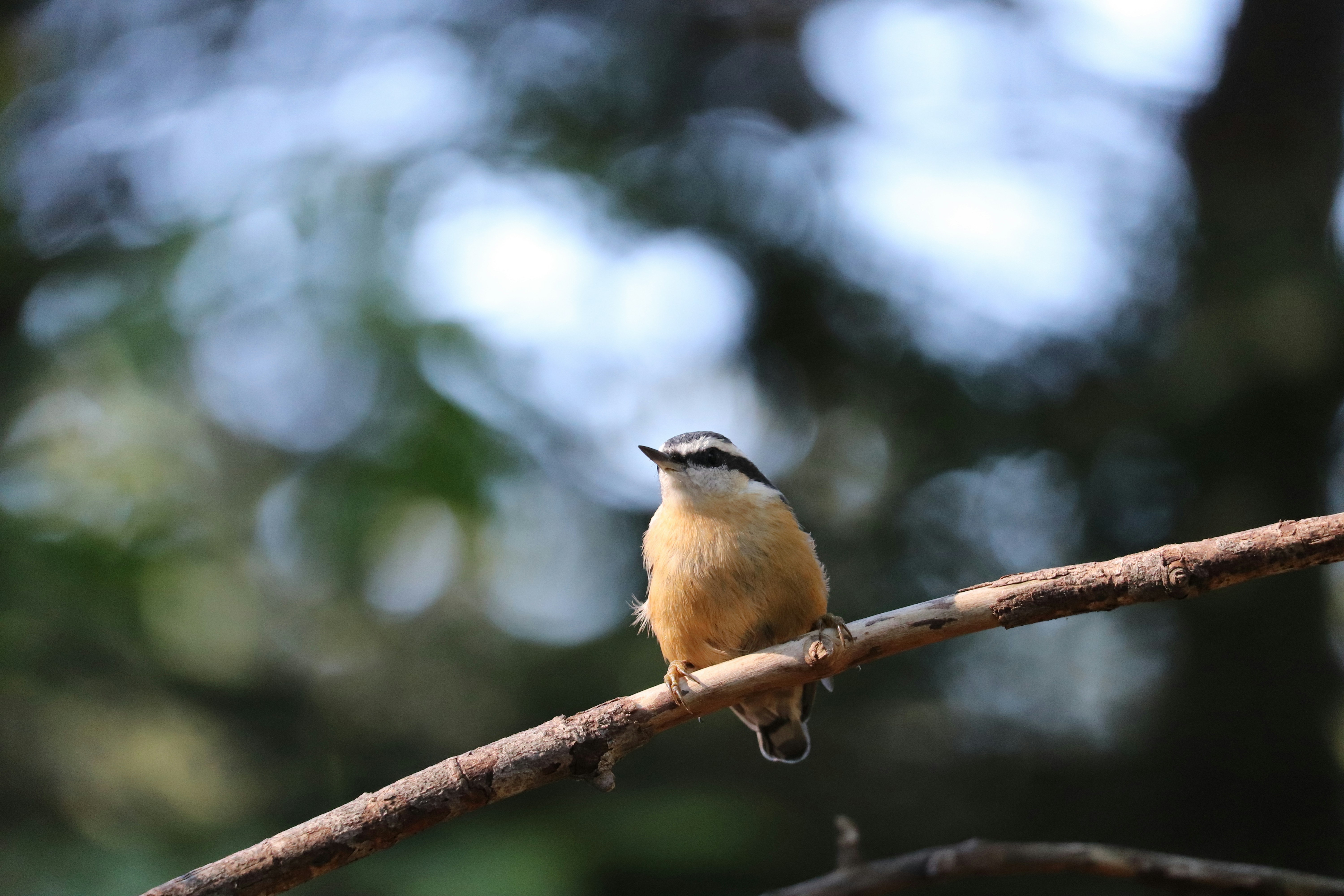Perched Peeper: a Small Bird in a Quiet Forest Spotlight