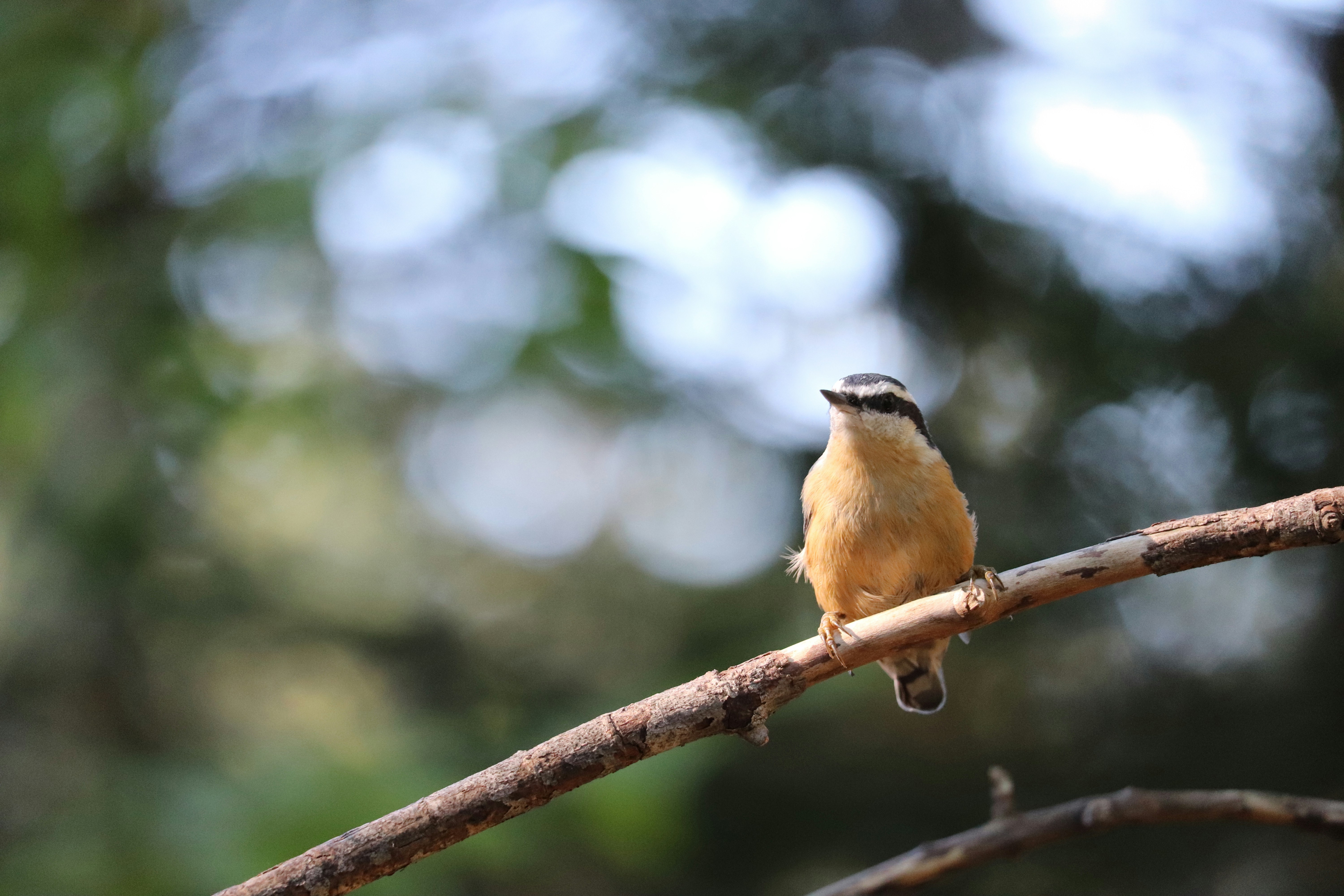Perched Ember: A Small Bird in Sharp Focus on a Sunlit Branch