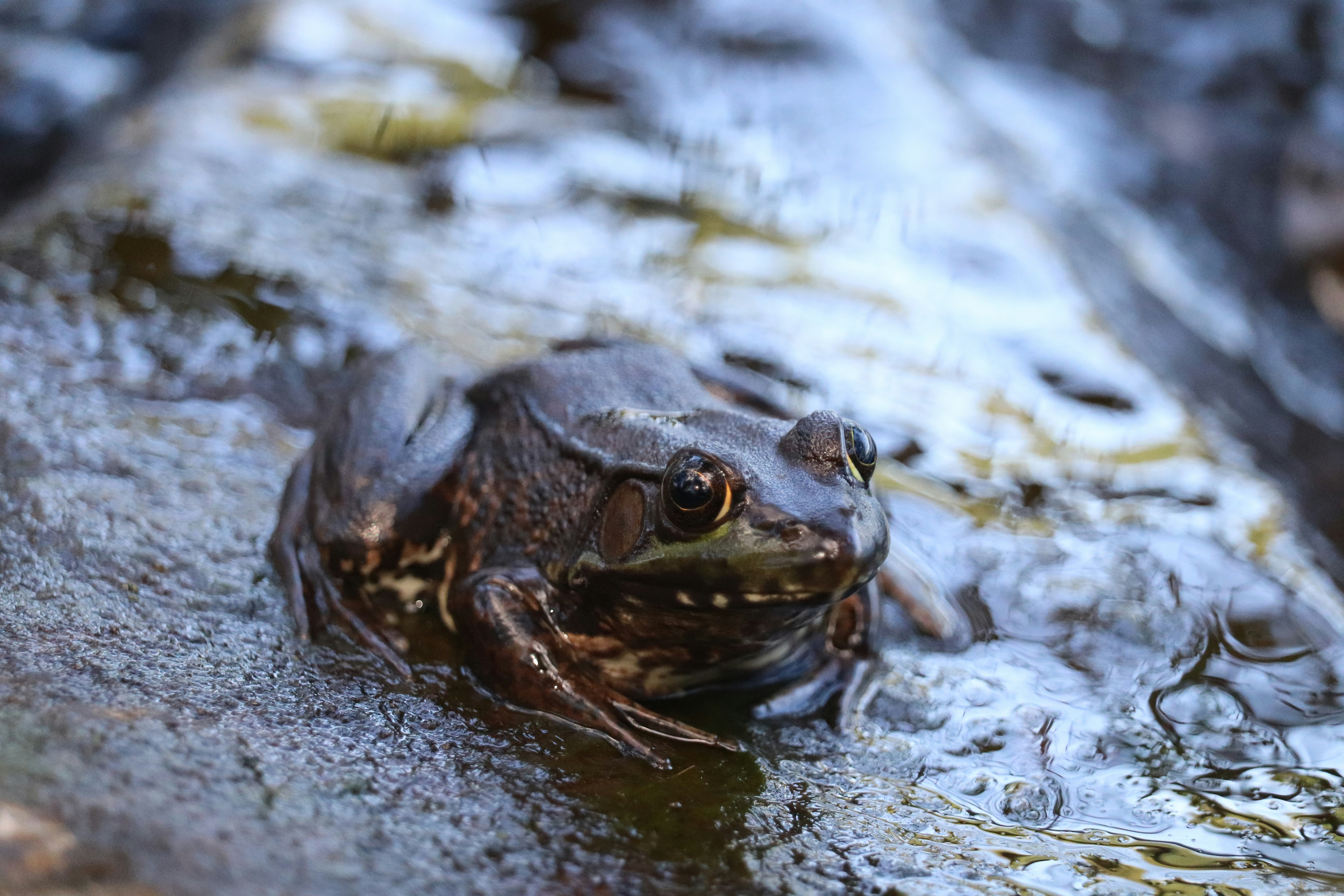 Hidden Amphibian in a Murky Pool