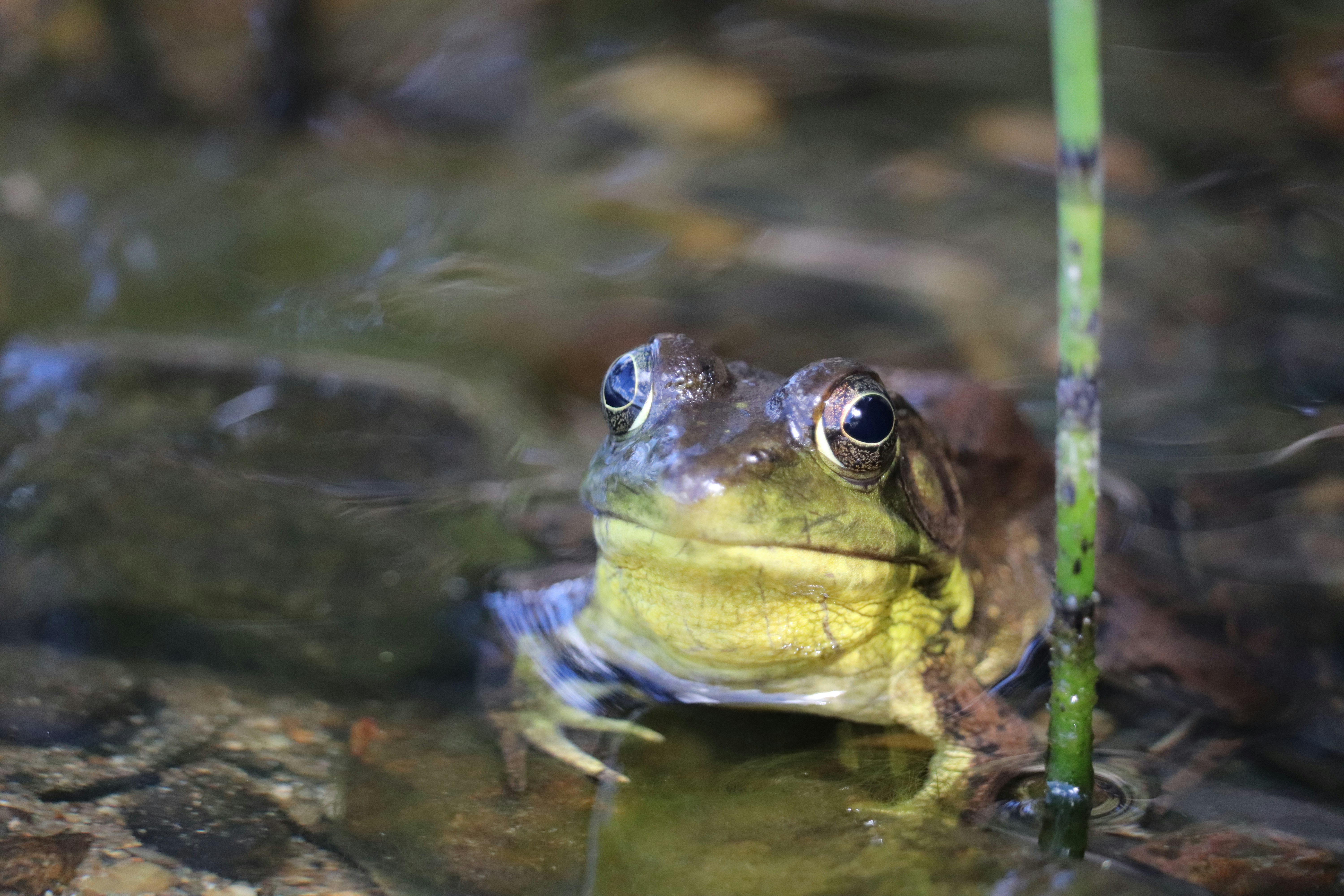 Green-tinged Frog Emerges from Quiet Pond