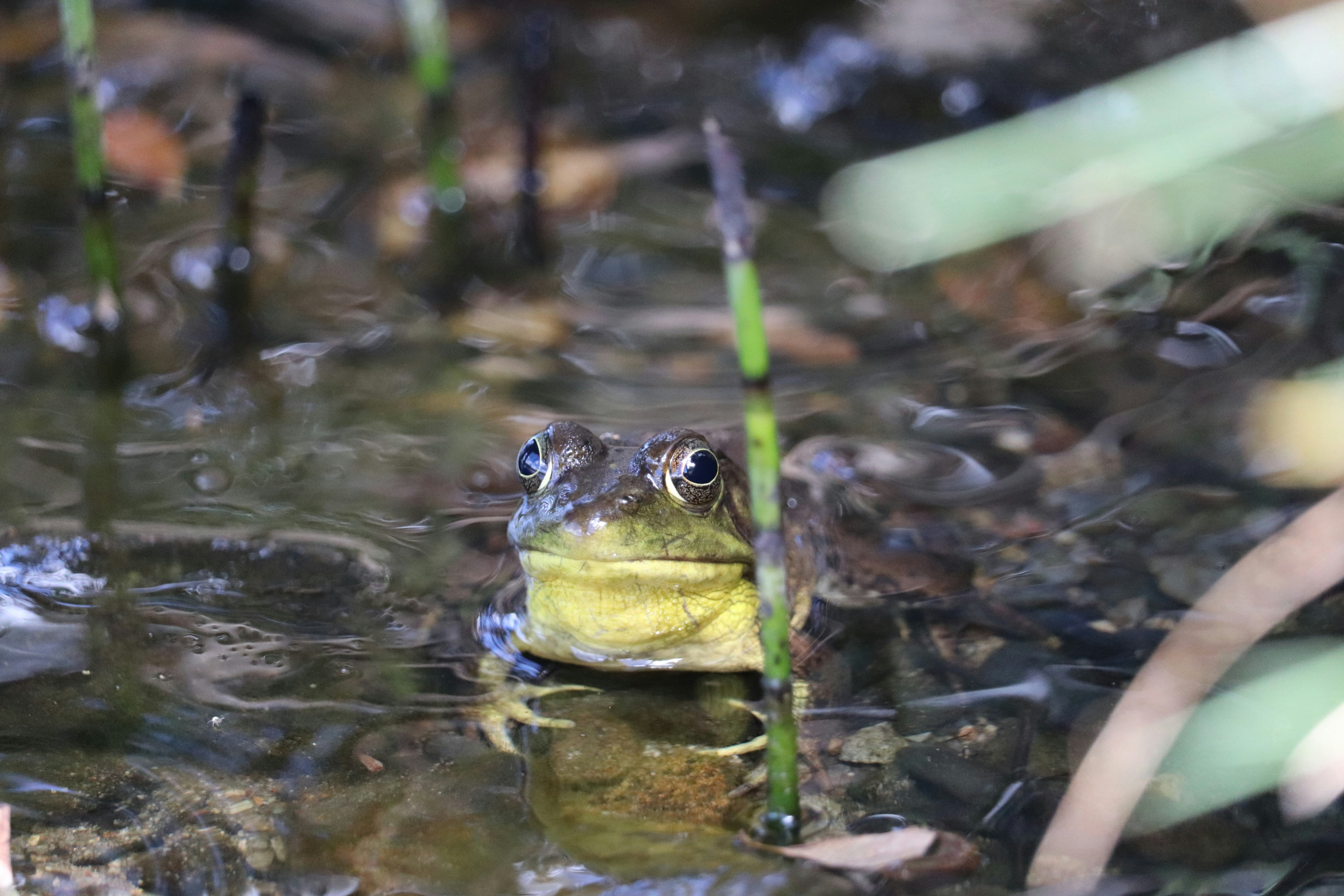 Green Hollow: A Frog's Quiet Gaze Across the Mossy Wetland