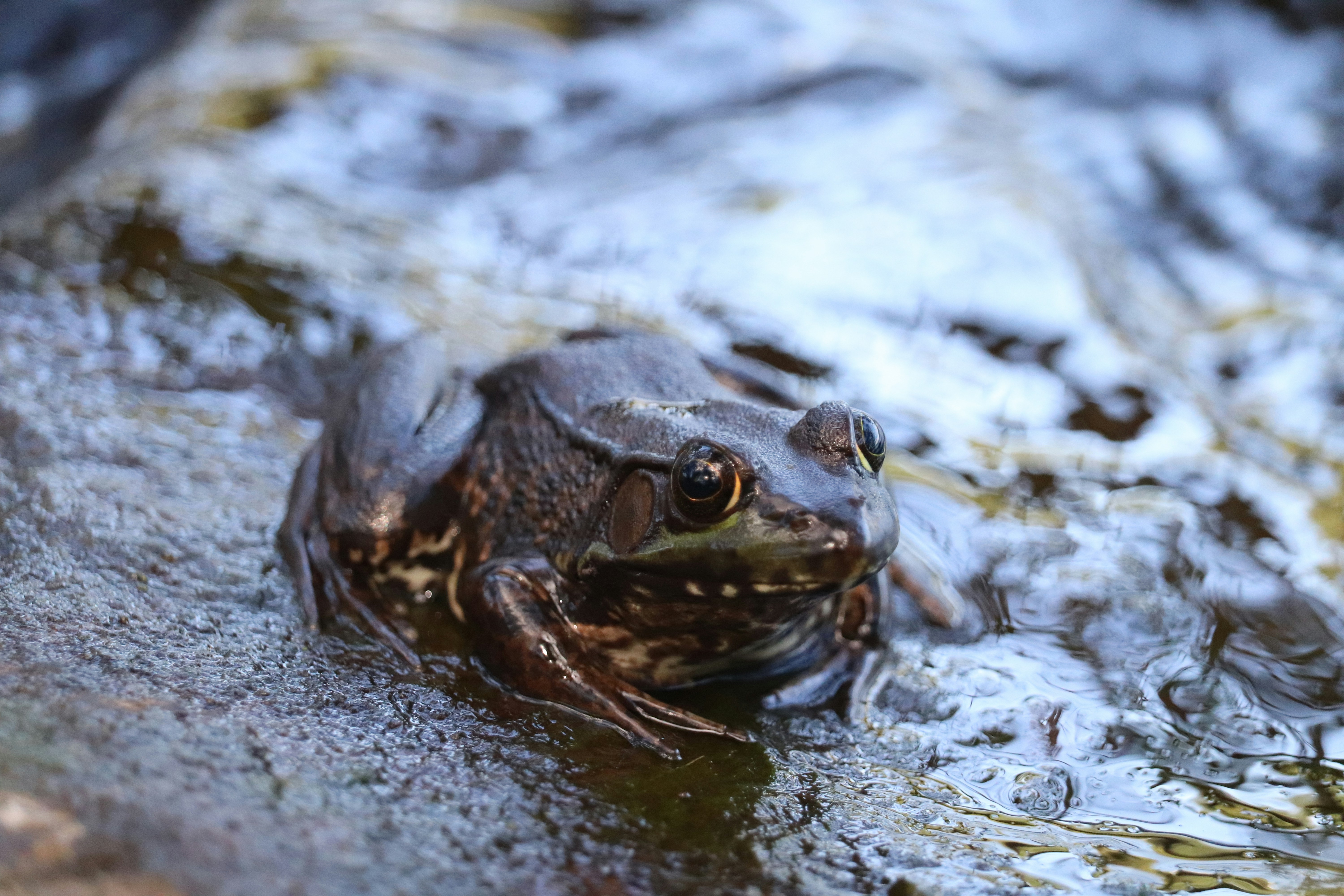 Hidden Amphibian Portrait: Frog Emerging from Muddy Shallows