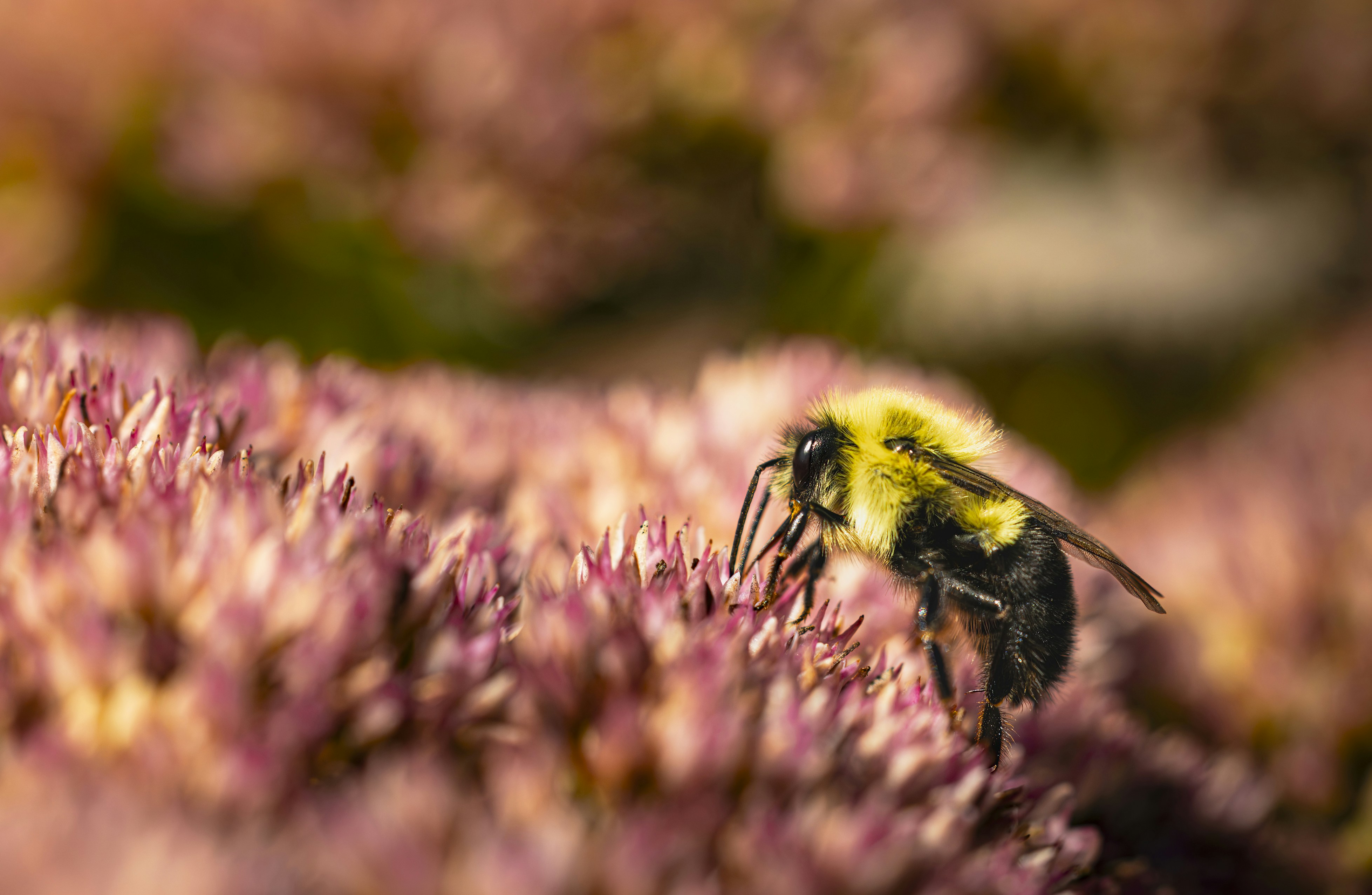 Buzzing at the Pink Bloom: A Bee in Concert