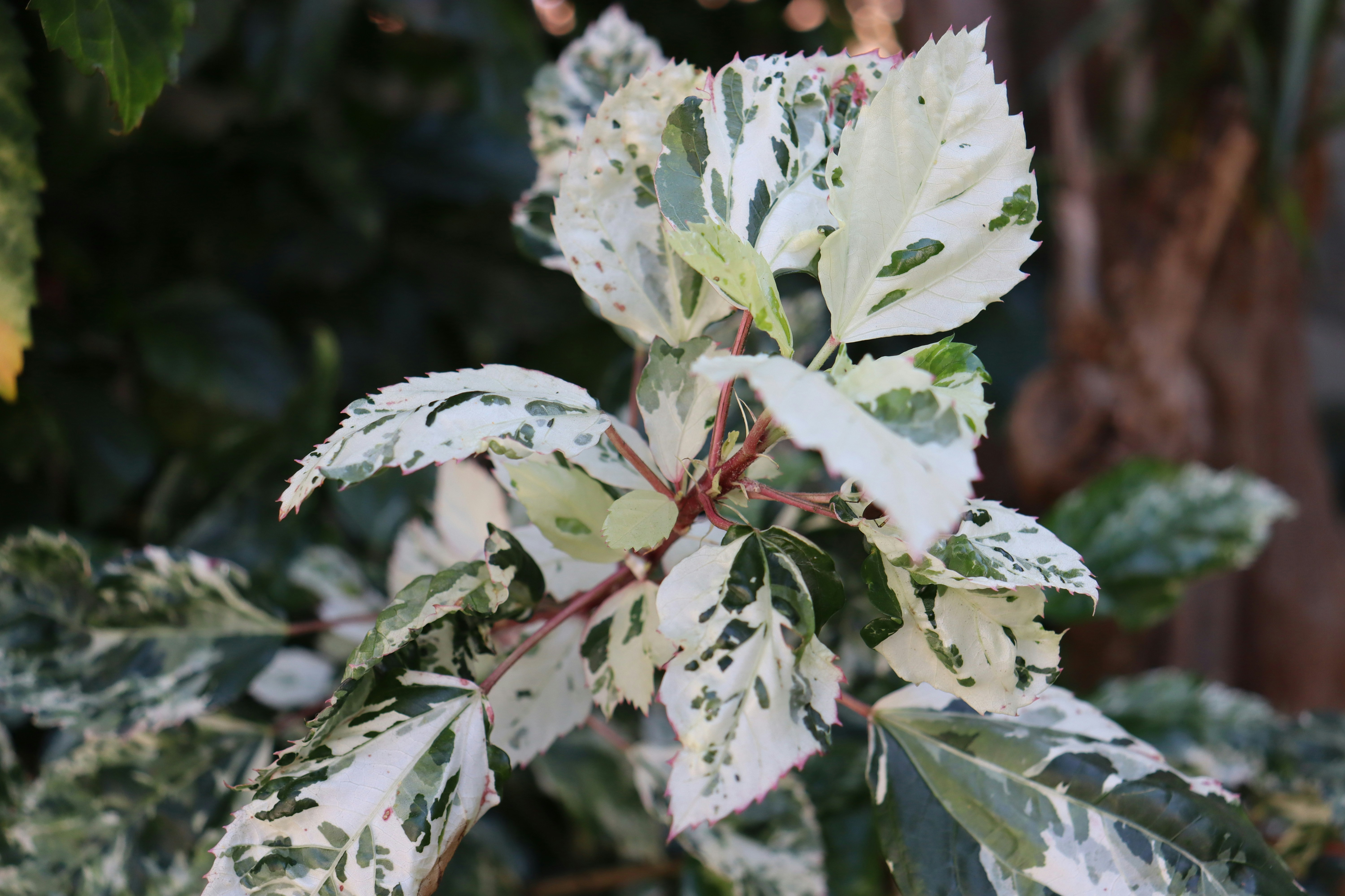 Close-up of variegated white and green leaves with red stems, showing texture and subtle speckling against a blurred natural background.
