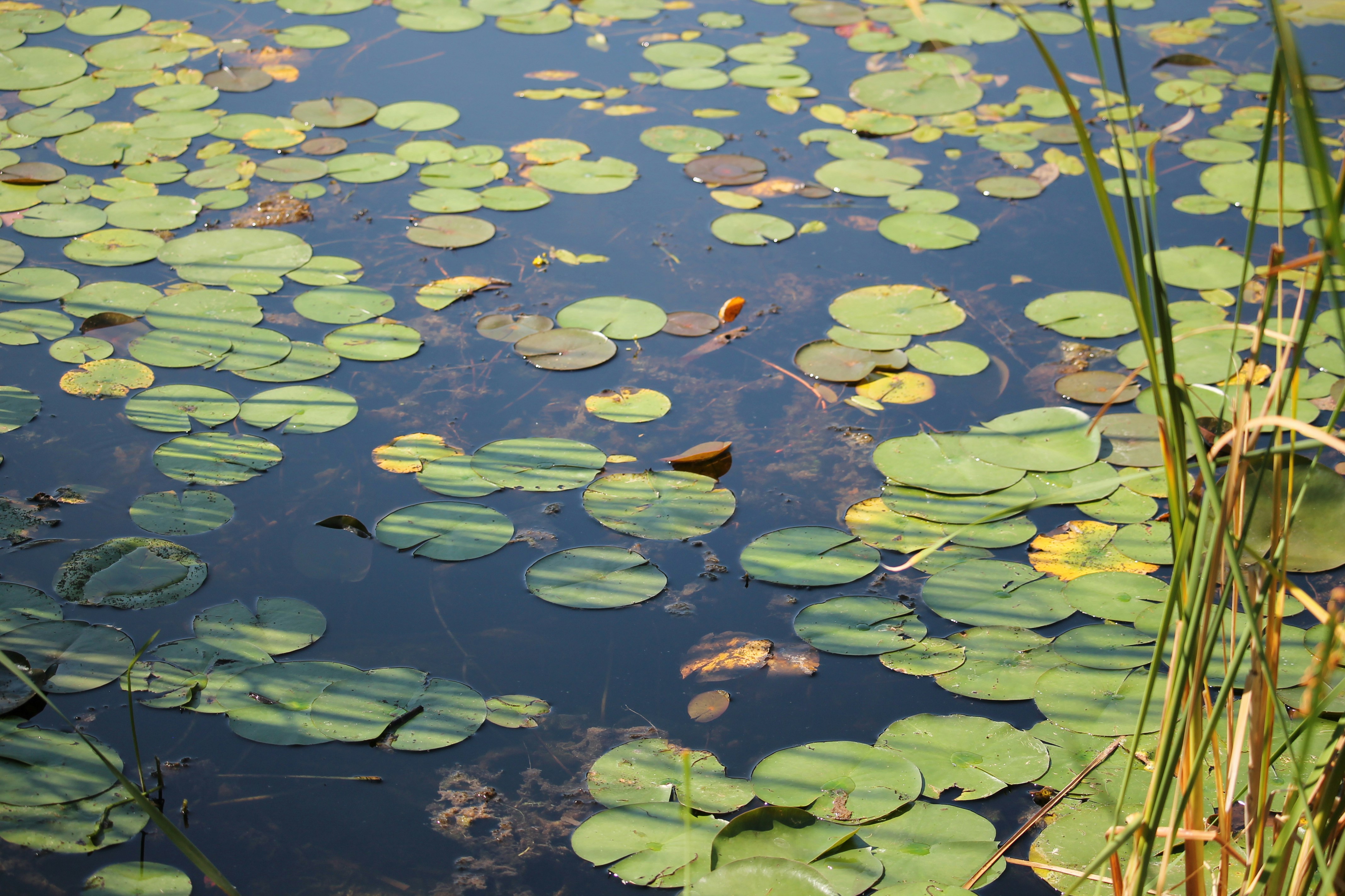 Lily-Pad Mirror: Quiet Pond Surface