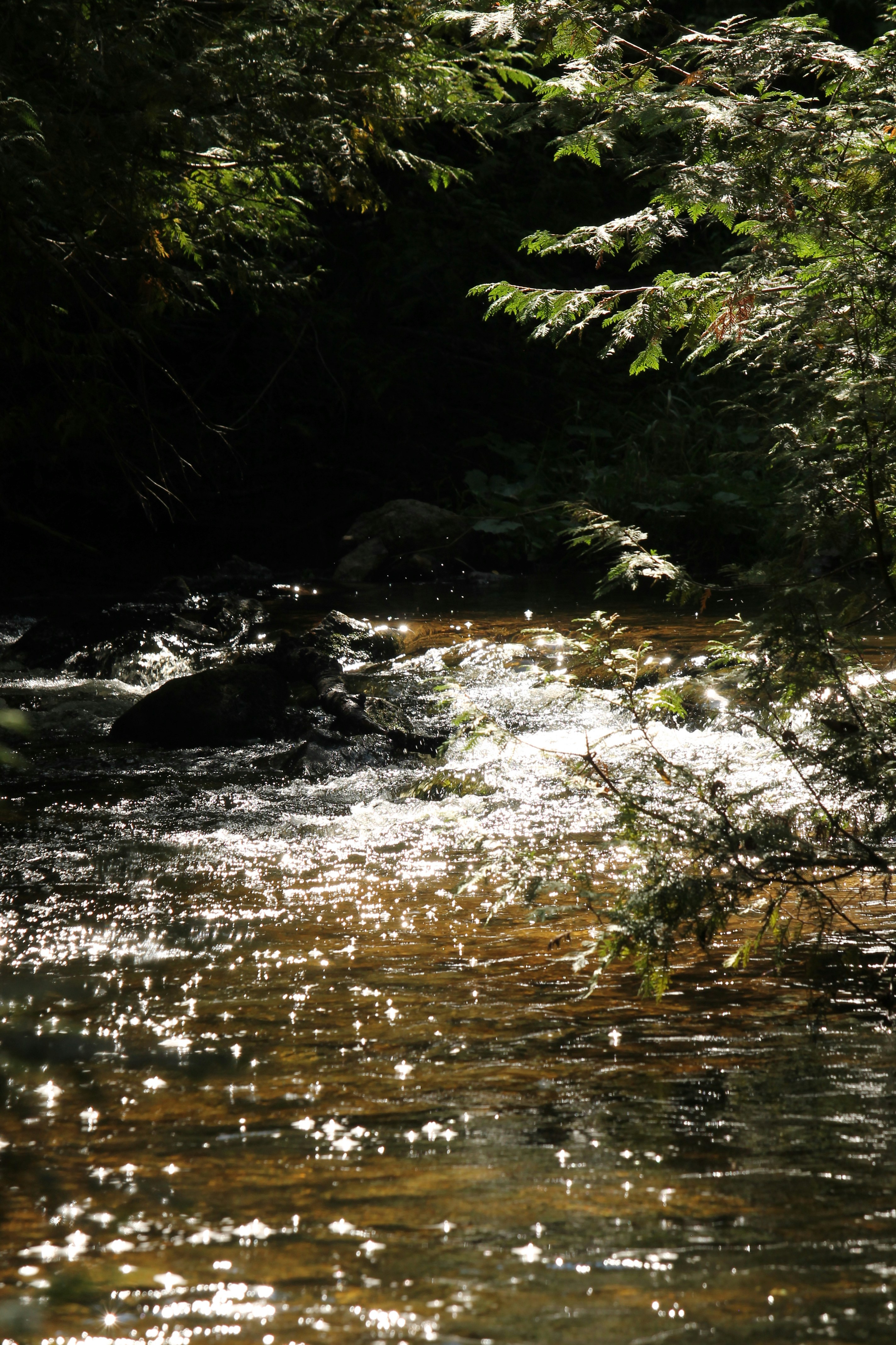 Sunlit Ripple: A Quiet Bend Below the Canopy