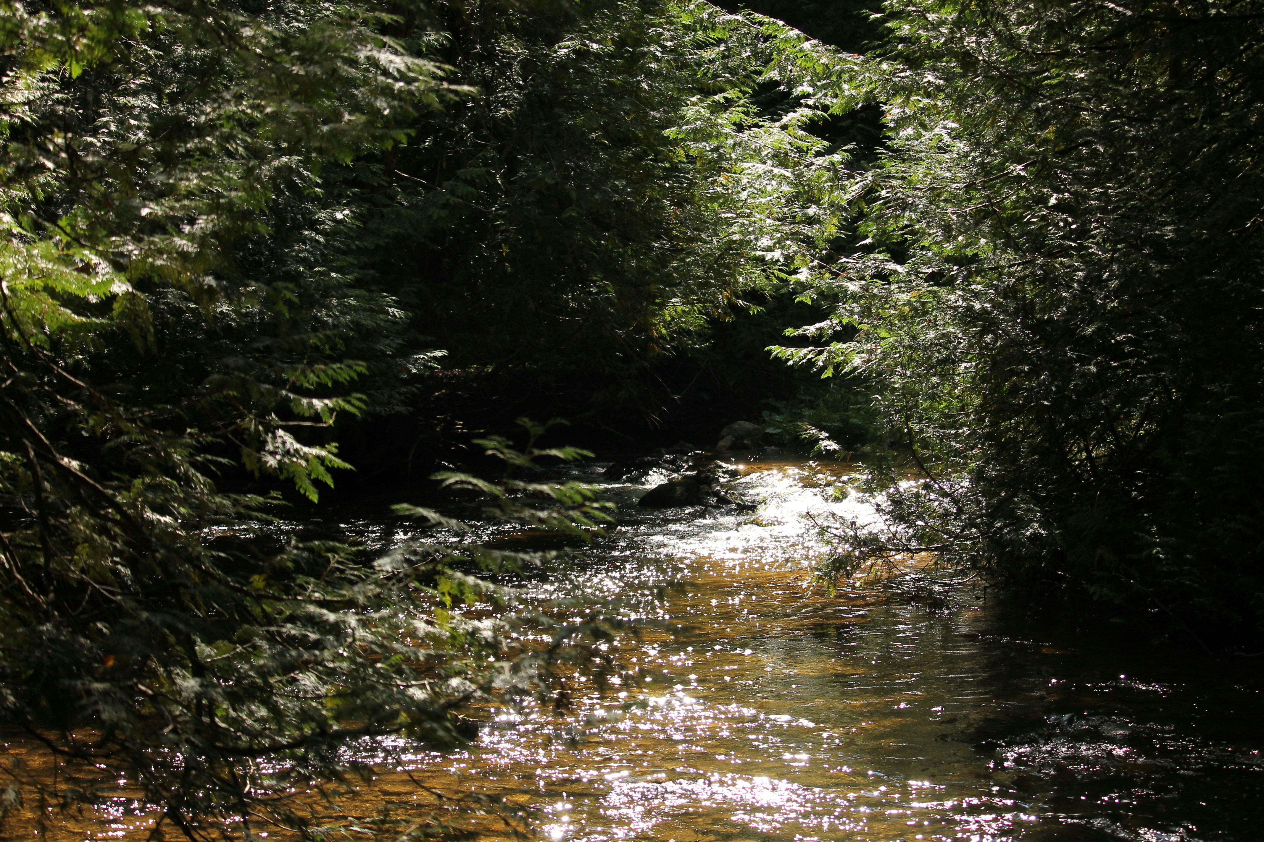 Sunlit stream winds through a narrow forest channel, with lush foliage on either bank and shimmering water reflecting light.