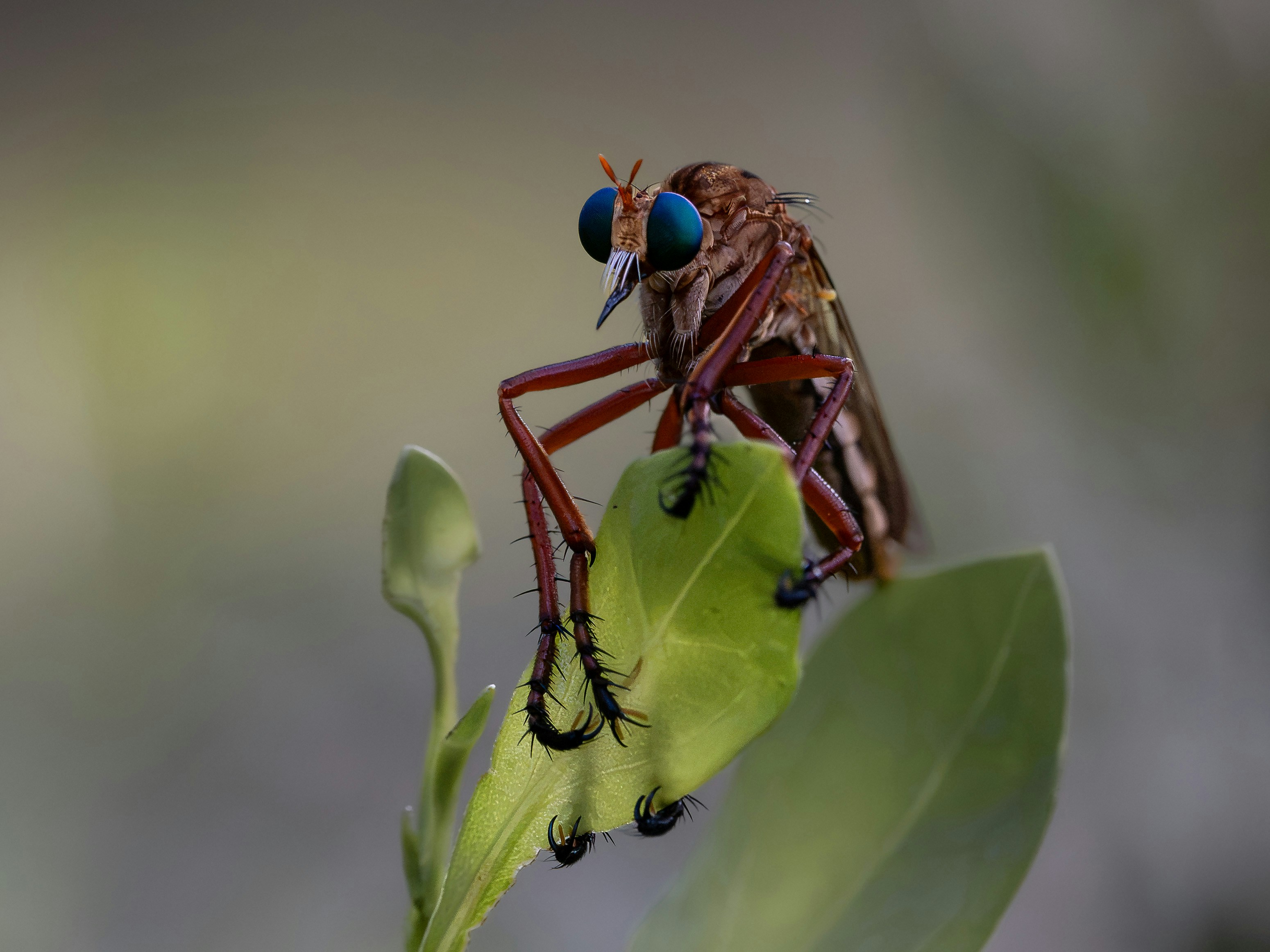 Red-eyed Dragonfly Clinging to a Fresh Green Leaf