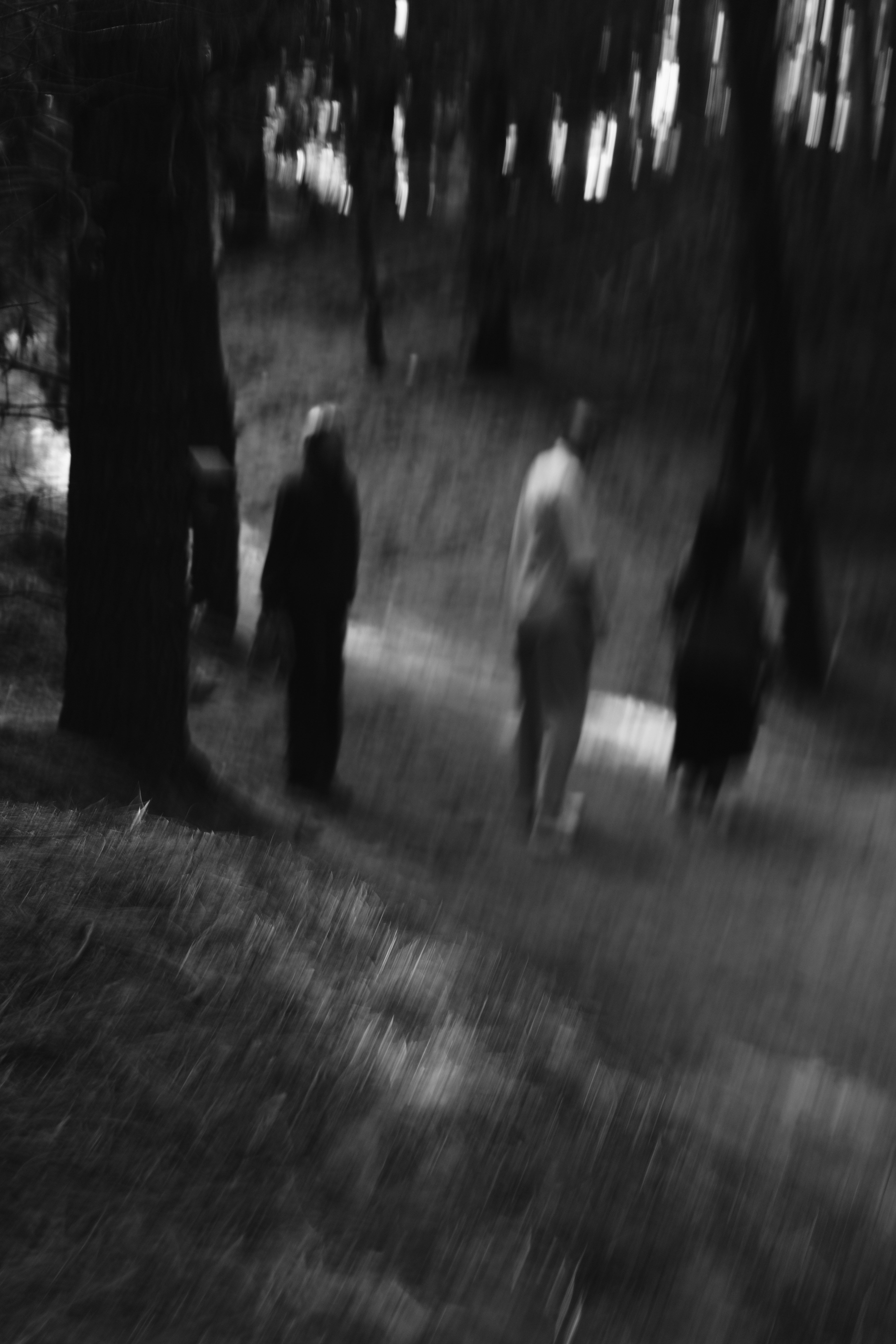 Blurred Woodland Wanderers