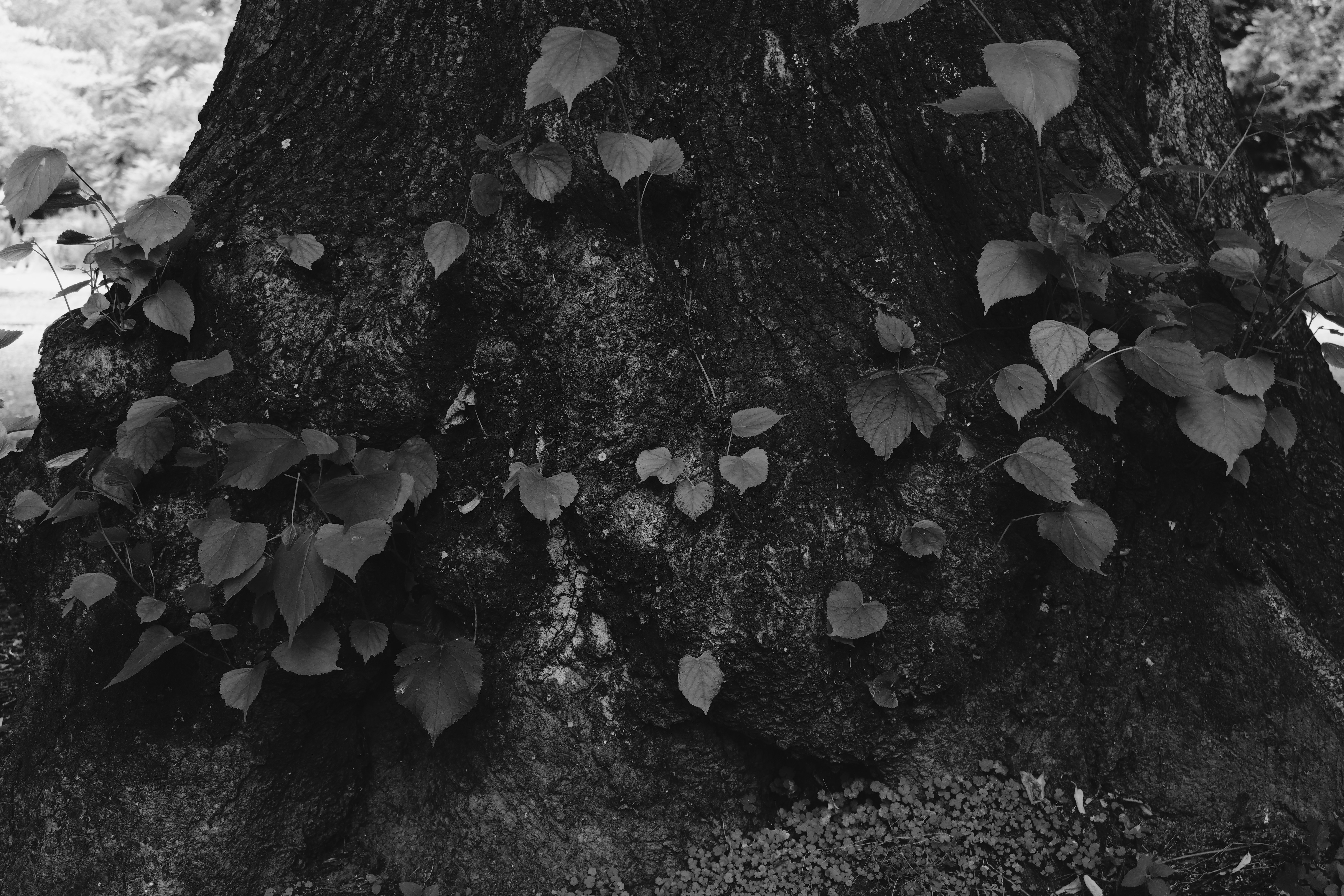 Dark, textured tree trunk with ivy leaves clinging to the bark; monochrome composition emphasizes rugged surfaces and creeping foliage.