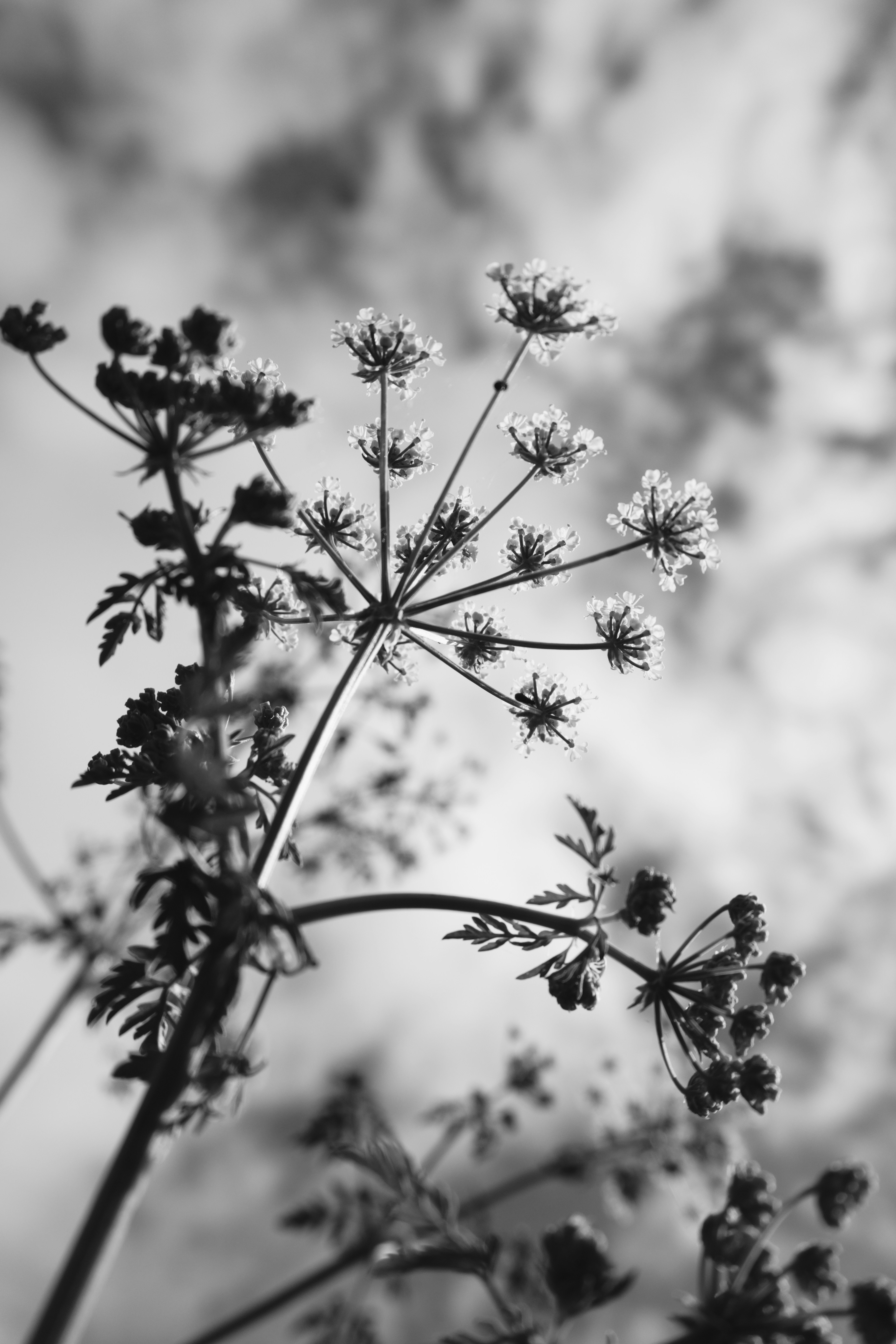 Monochrome Sky-Branch: A Delicate Crown Reaching Toward the Light