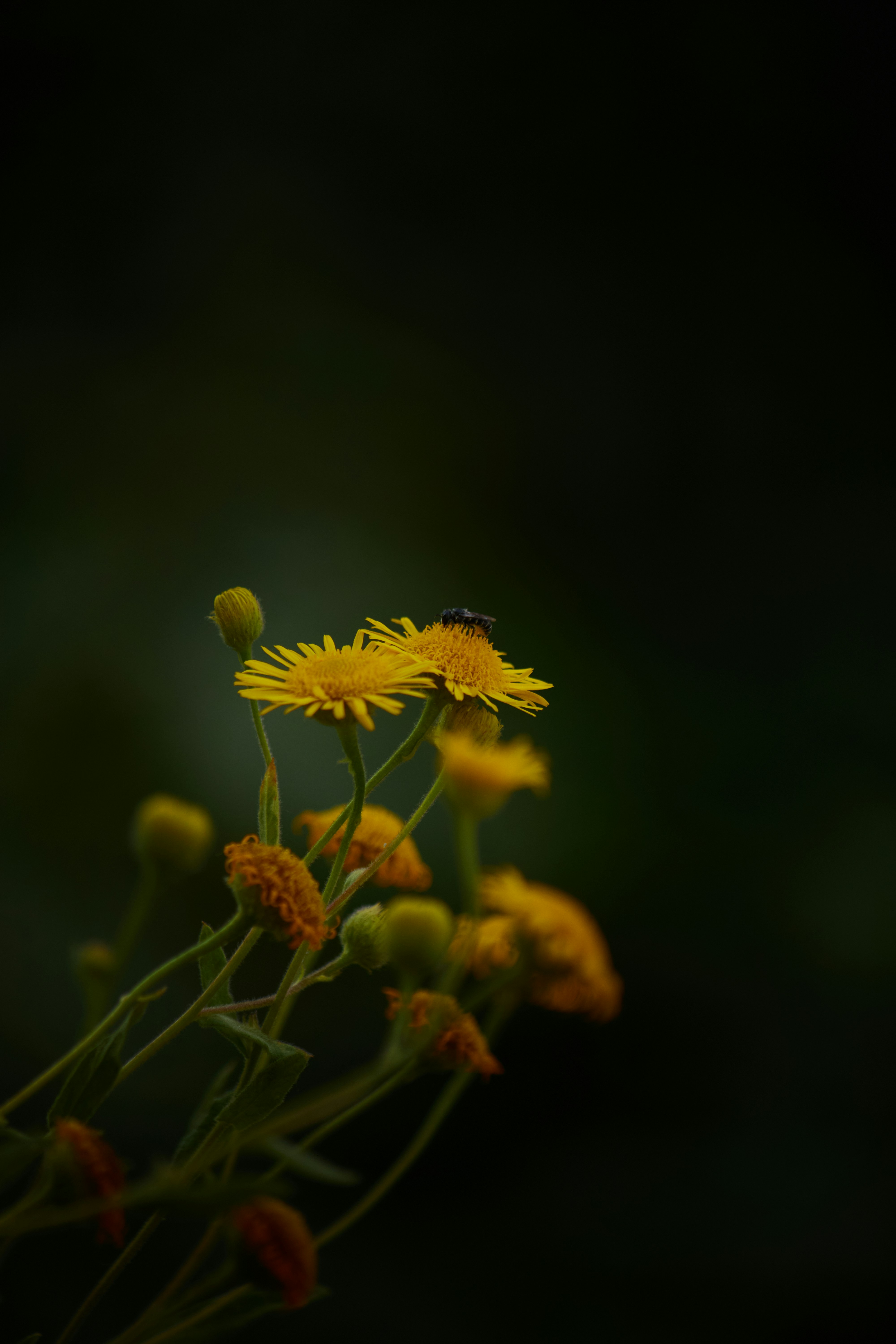 Yellow Bloom in Soft Focus dusk