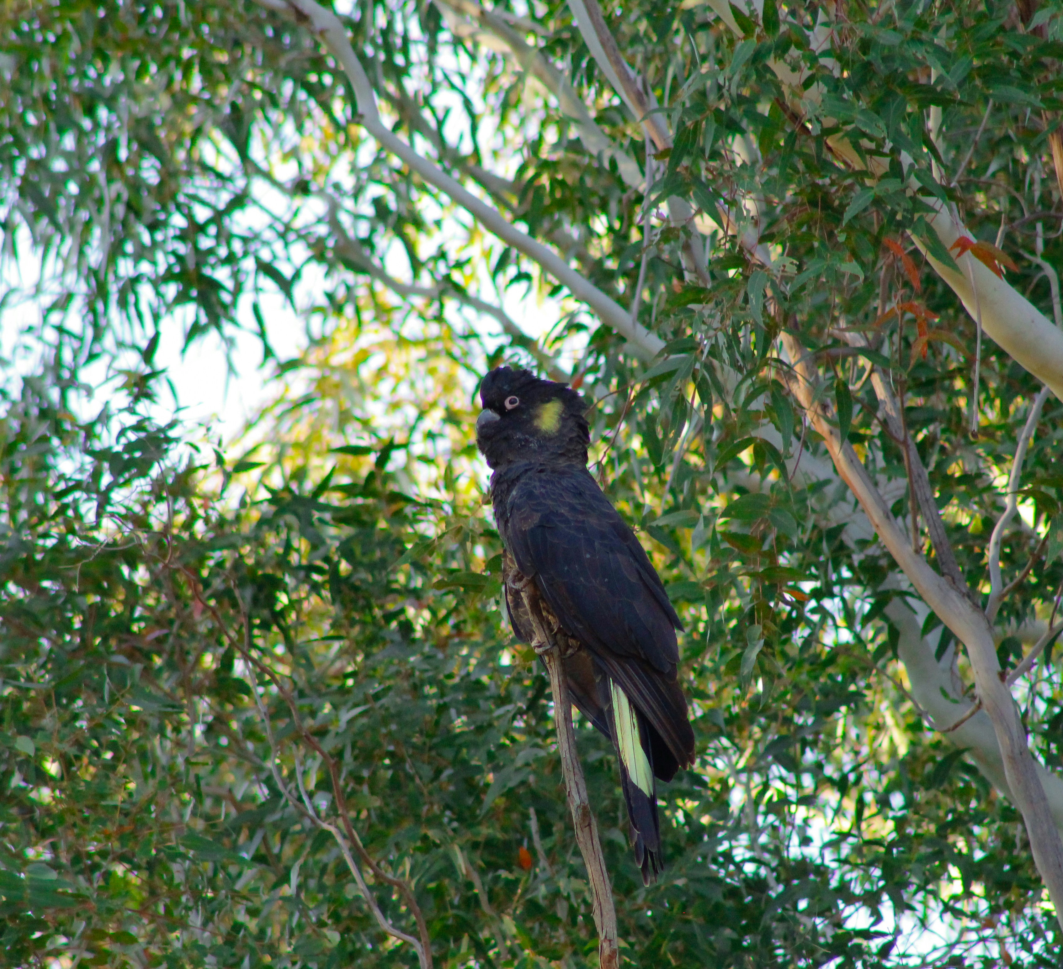 Silhouette in the Canopy: A Black Bird Perches amidst Sunlit Leaves