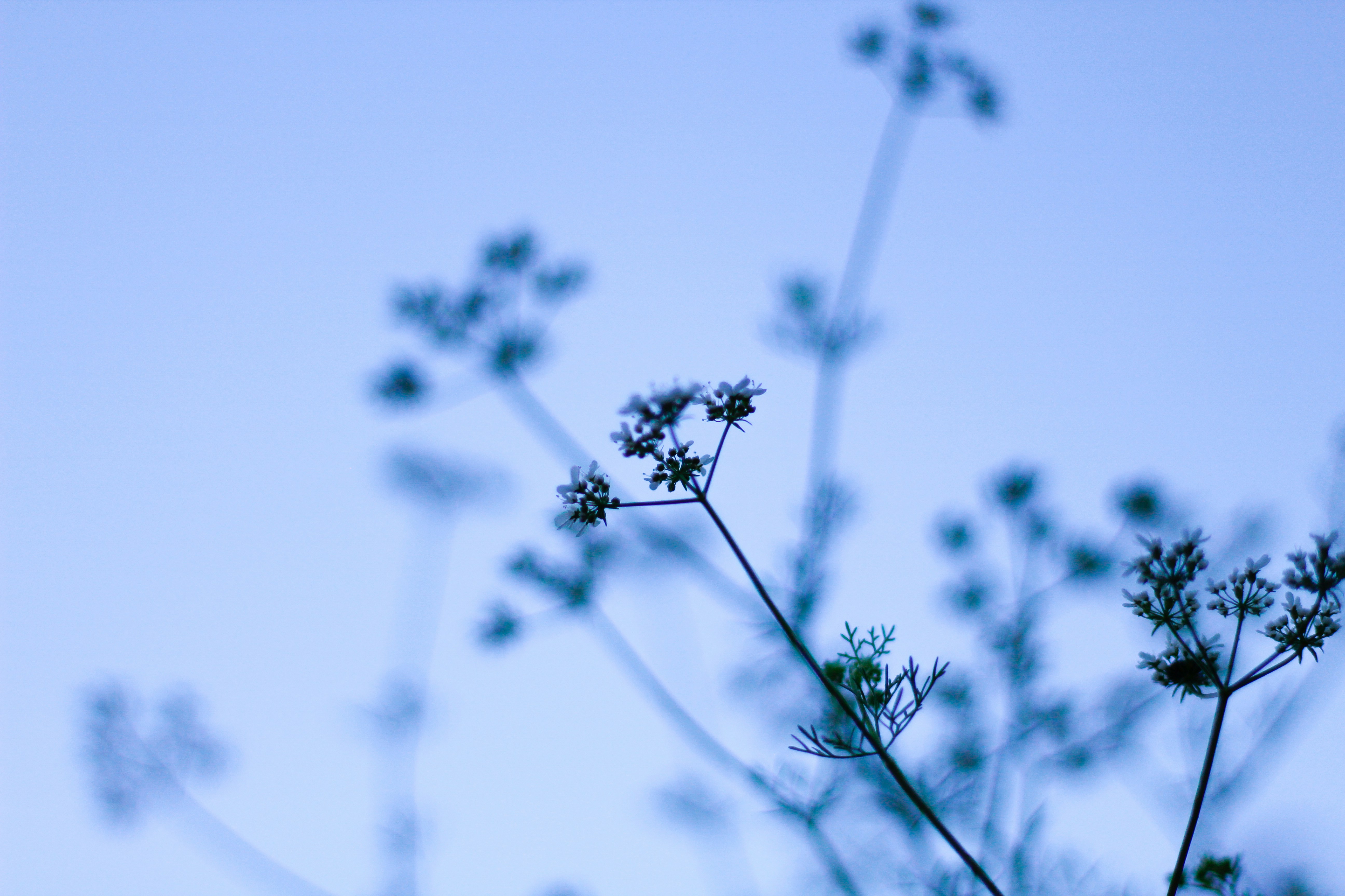 Delicate Seed Heads Reaching Skyward