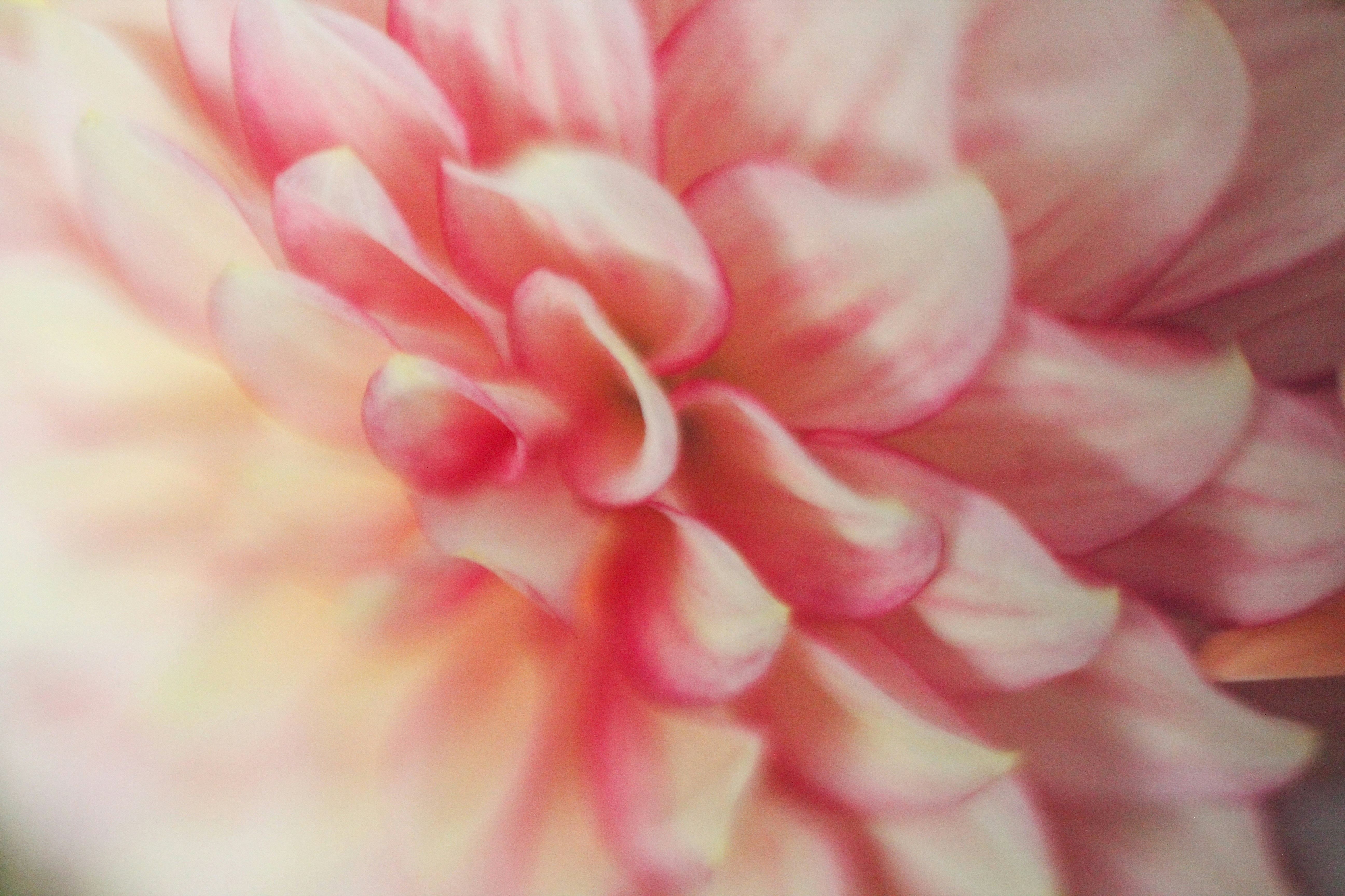 Soft Petal Convergence: Macro Warmth in Bloom