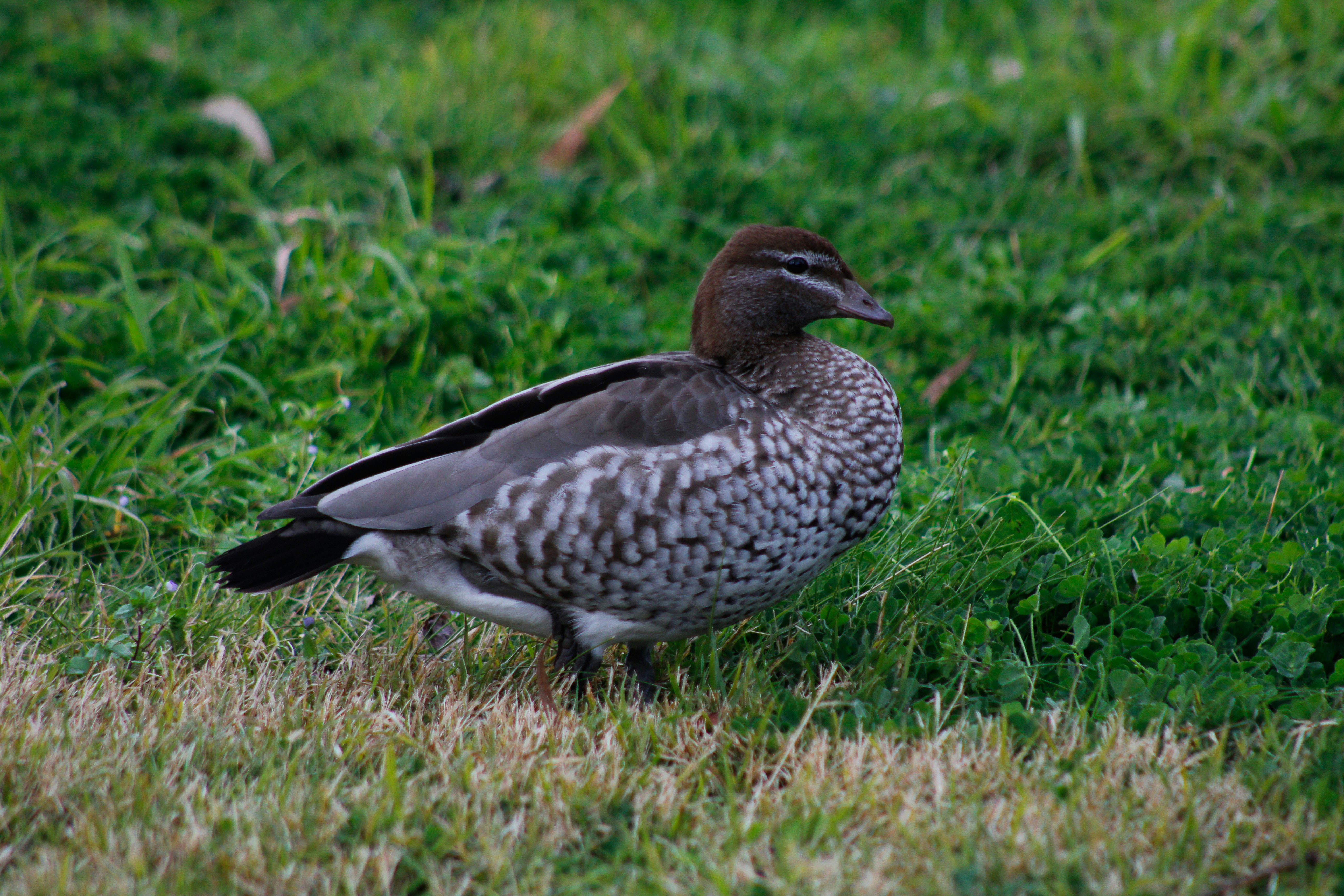 Little Brown Duck on a Patchwork of Green