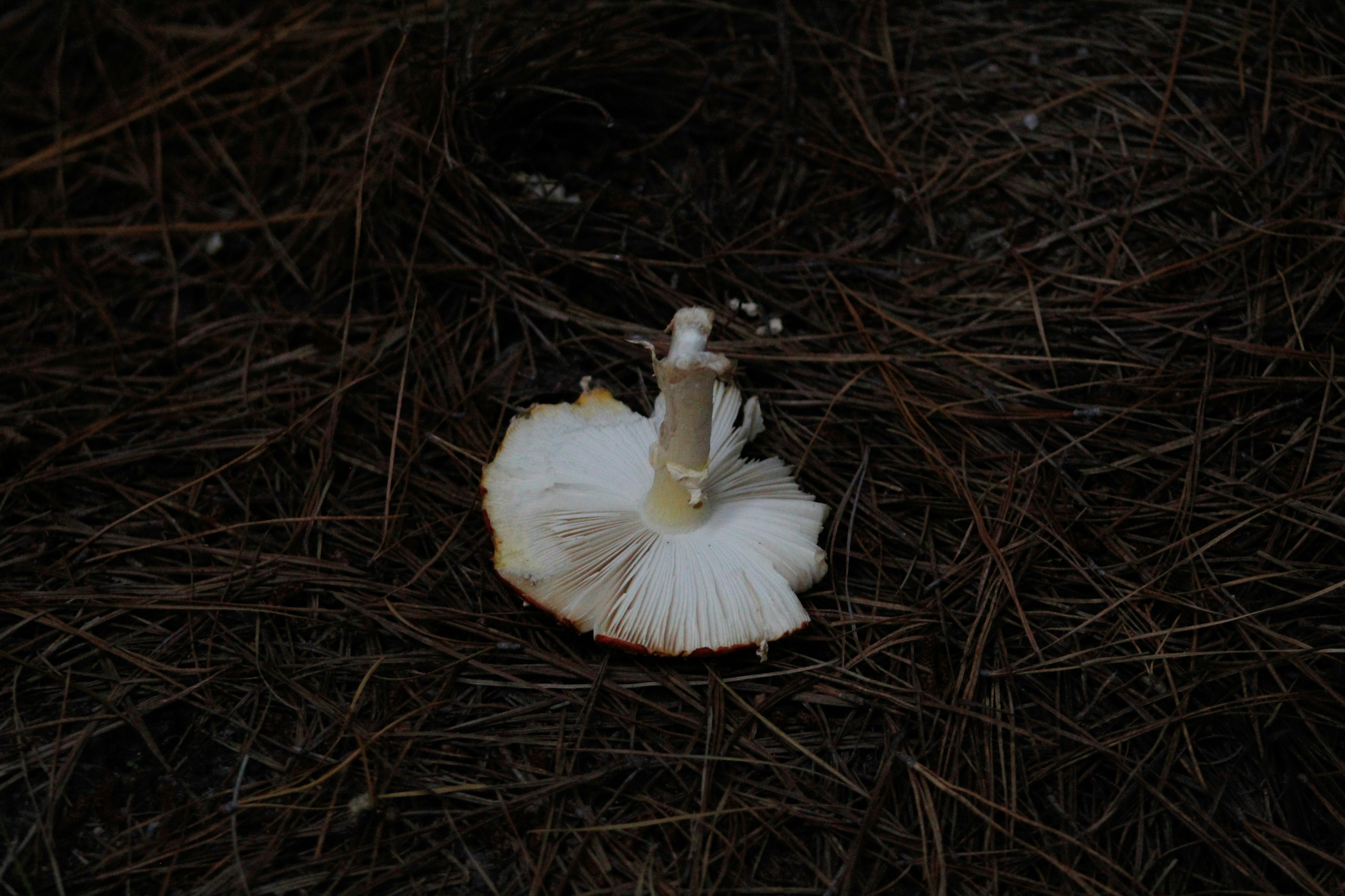 Lone White Mushroom on a Bed of Dark Pine Needles