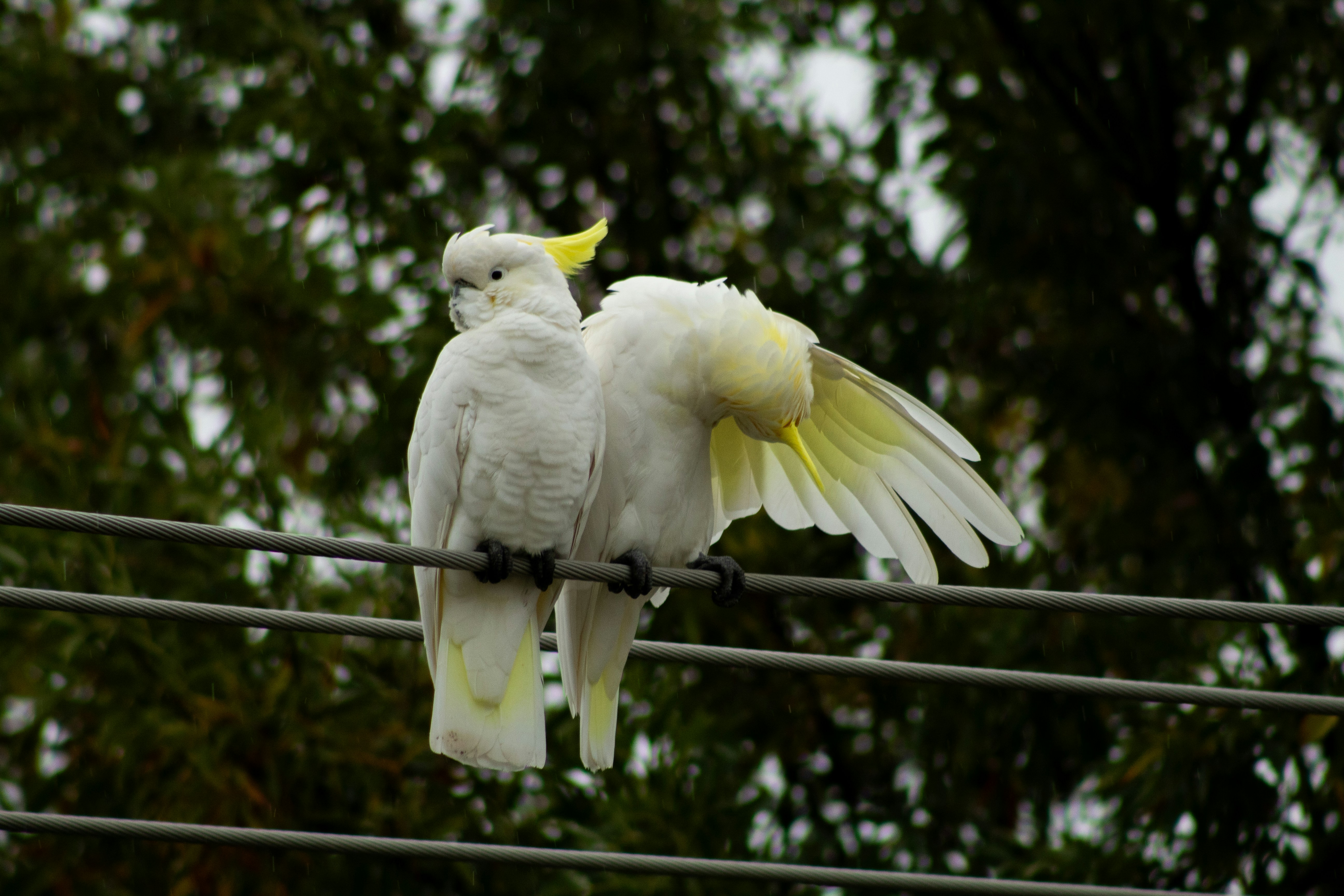 Two cockatiels on power lines under a leafy canopy