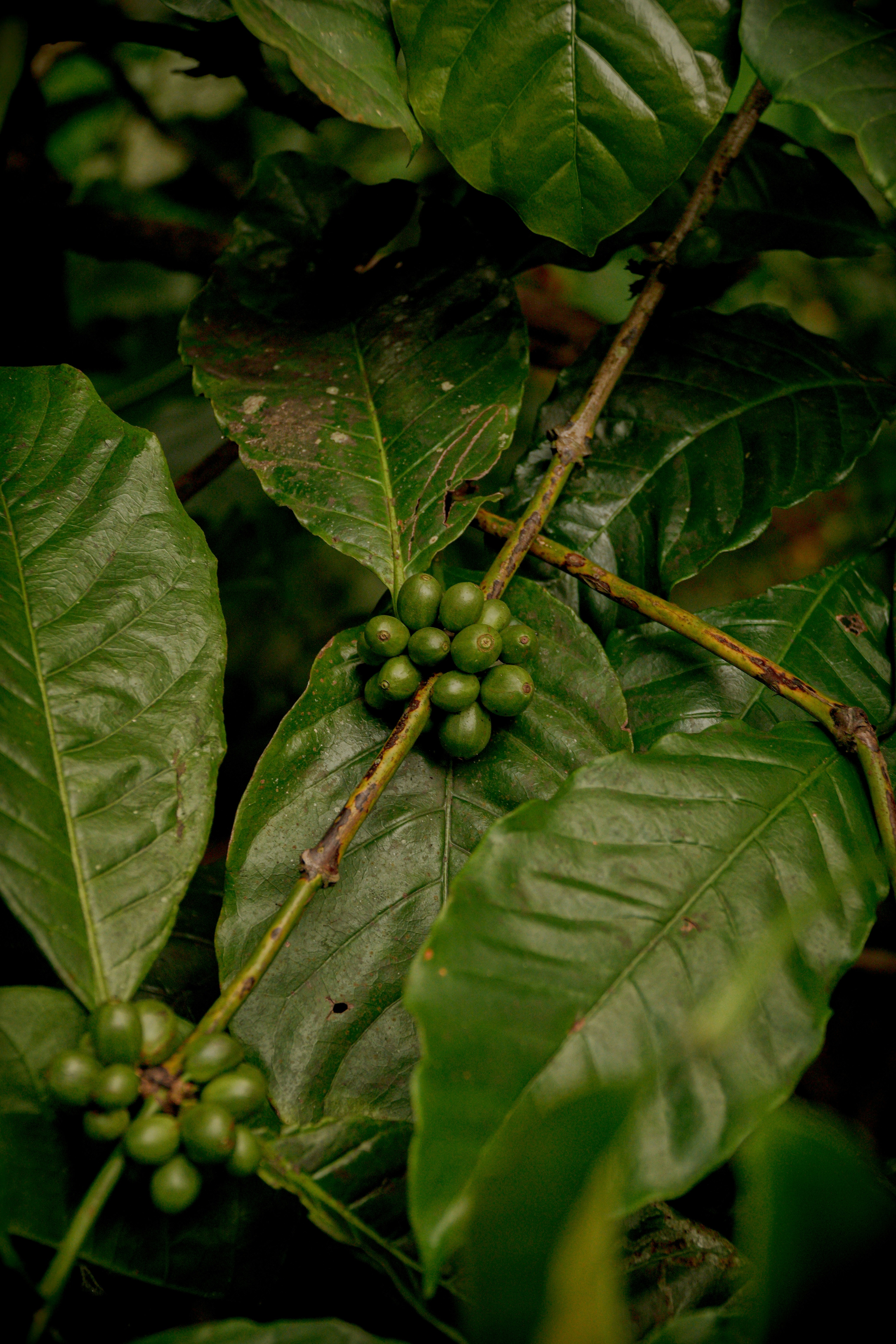 Dark Green Coffee-like Berries Nestled in Shaded Foliage