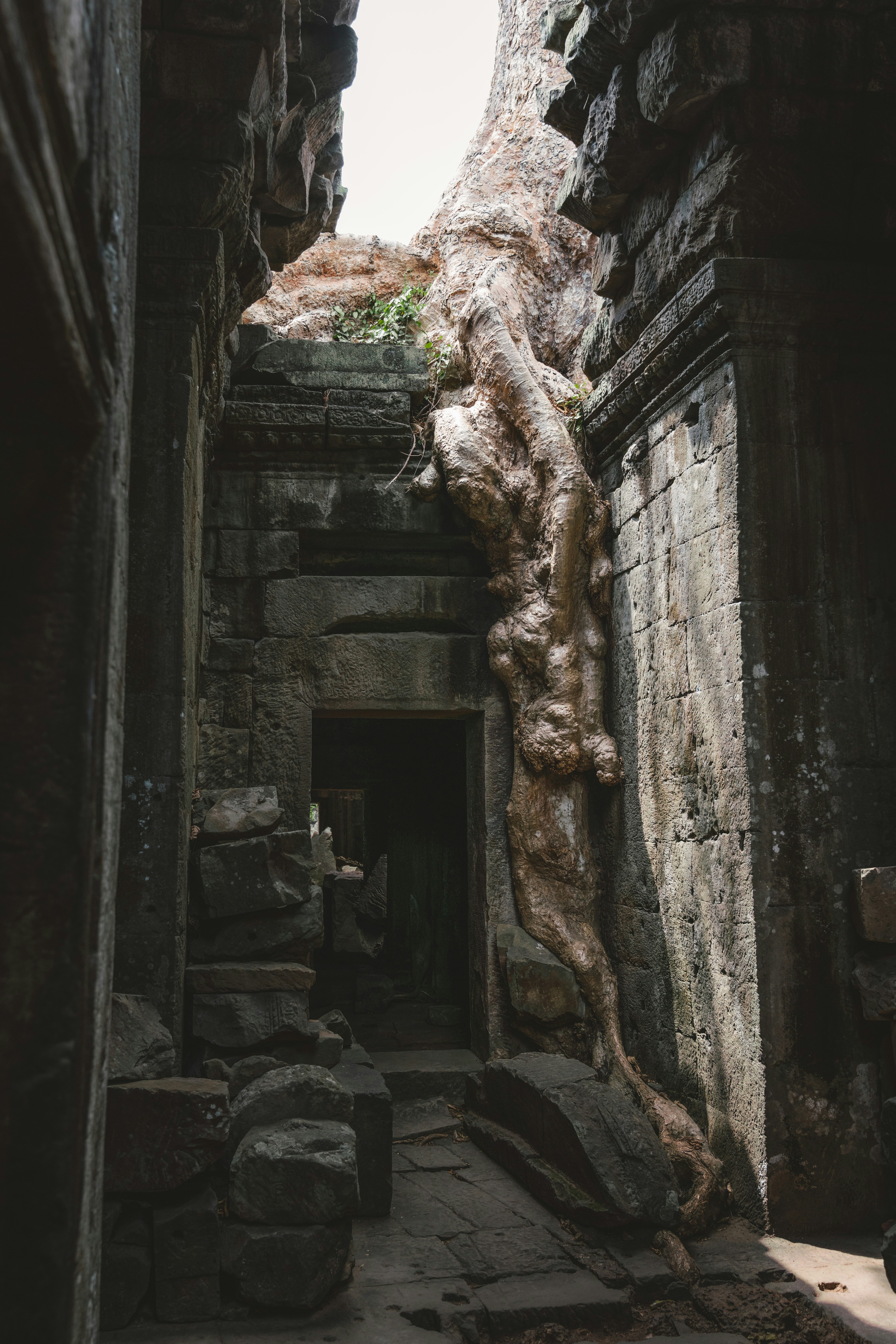 Rooted in Ruins: The Gnarled Tree Claiming an Ancient Corridor