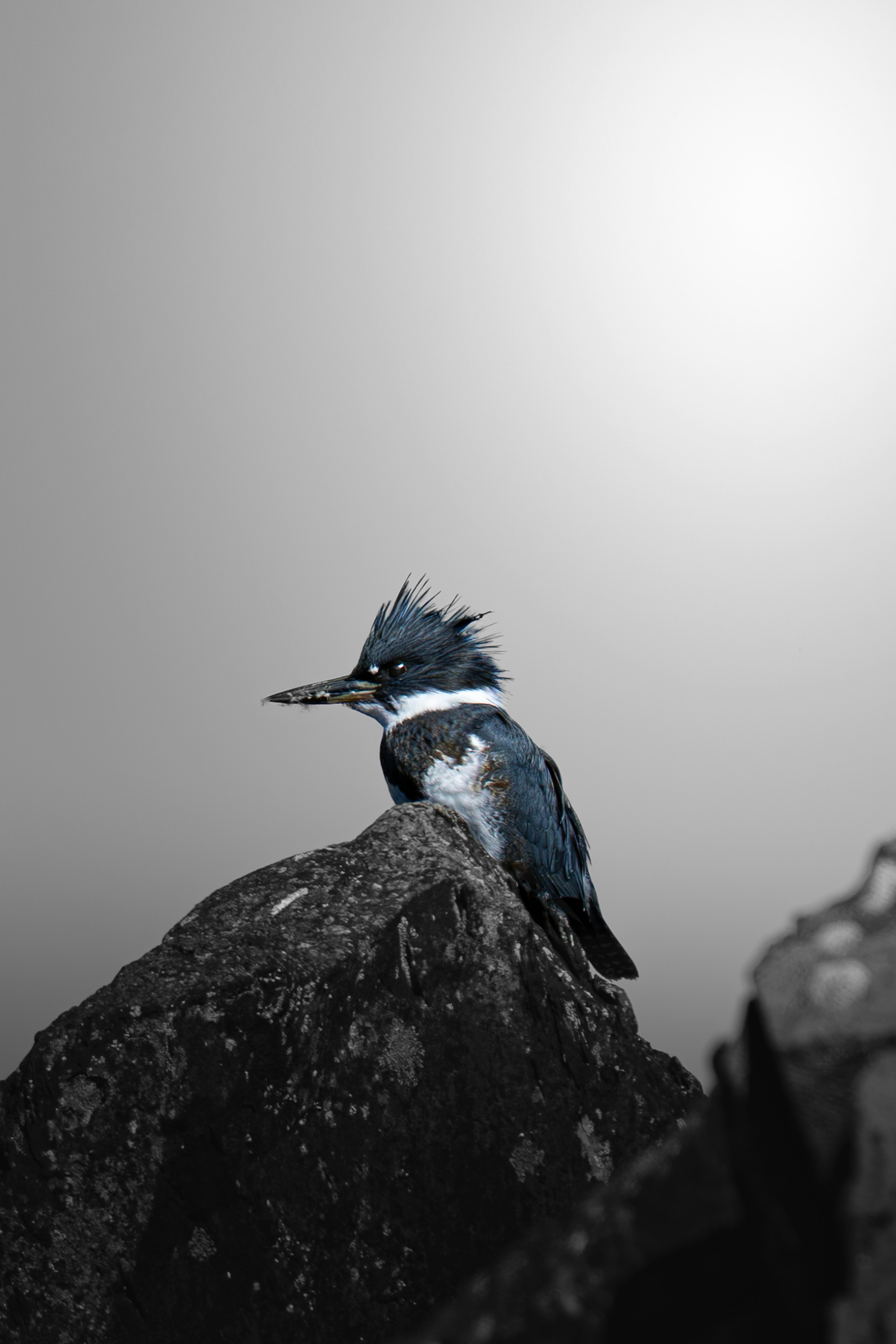 Blue-tinged Kingfisher Perched on Weathered Rock