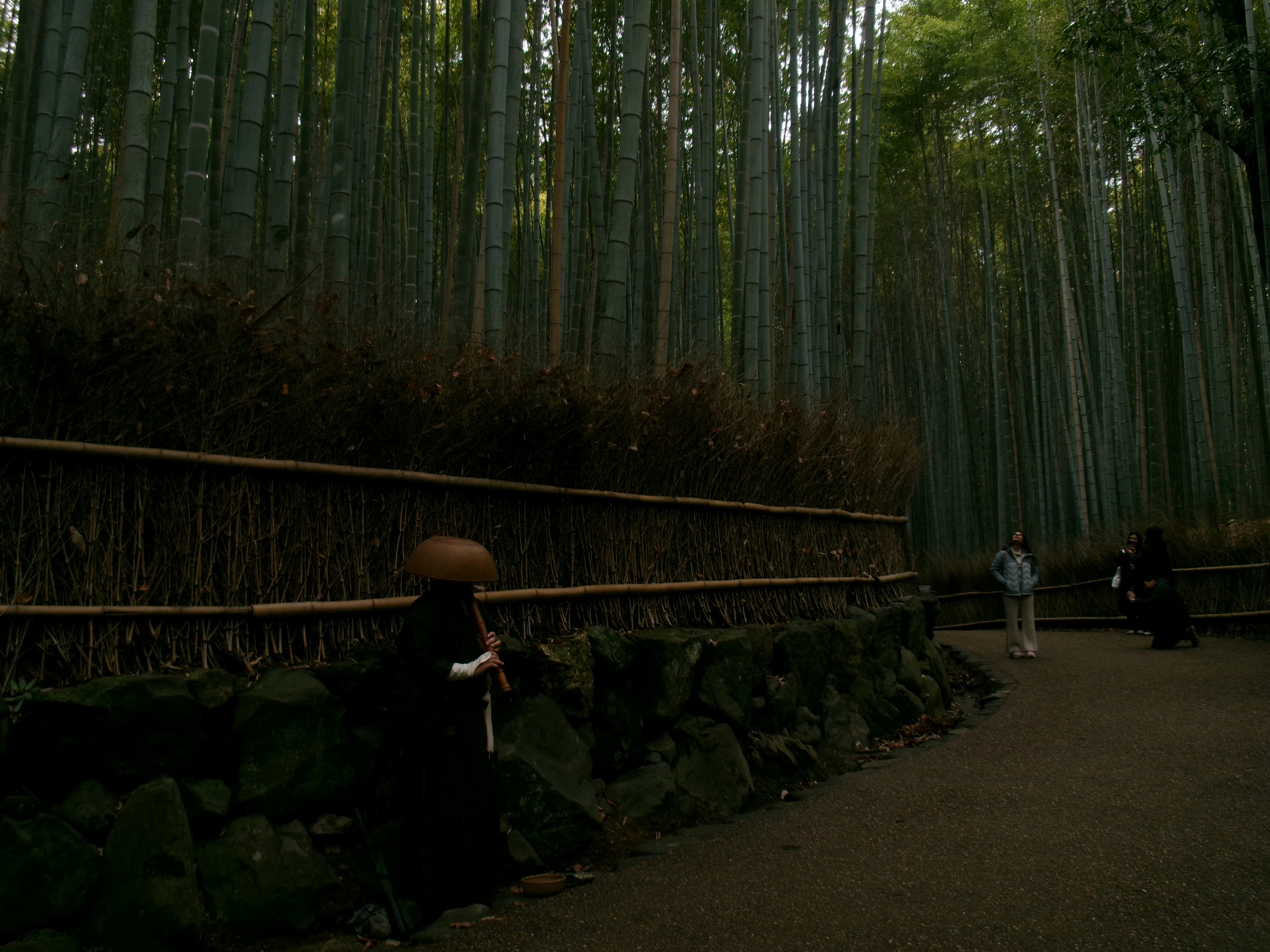 Silent Path Through Bamboo: A Quiet Moment in the Garden