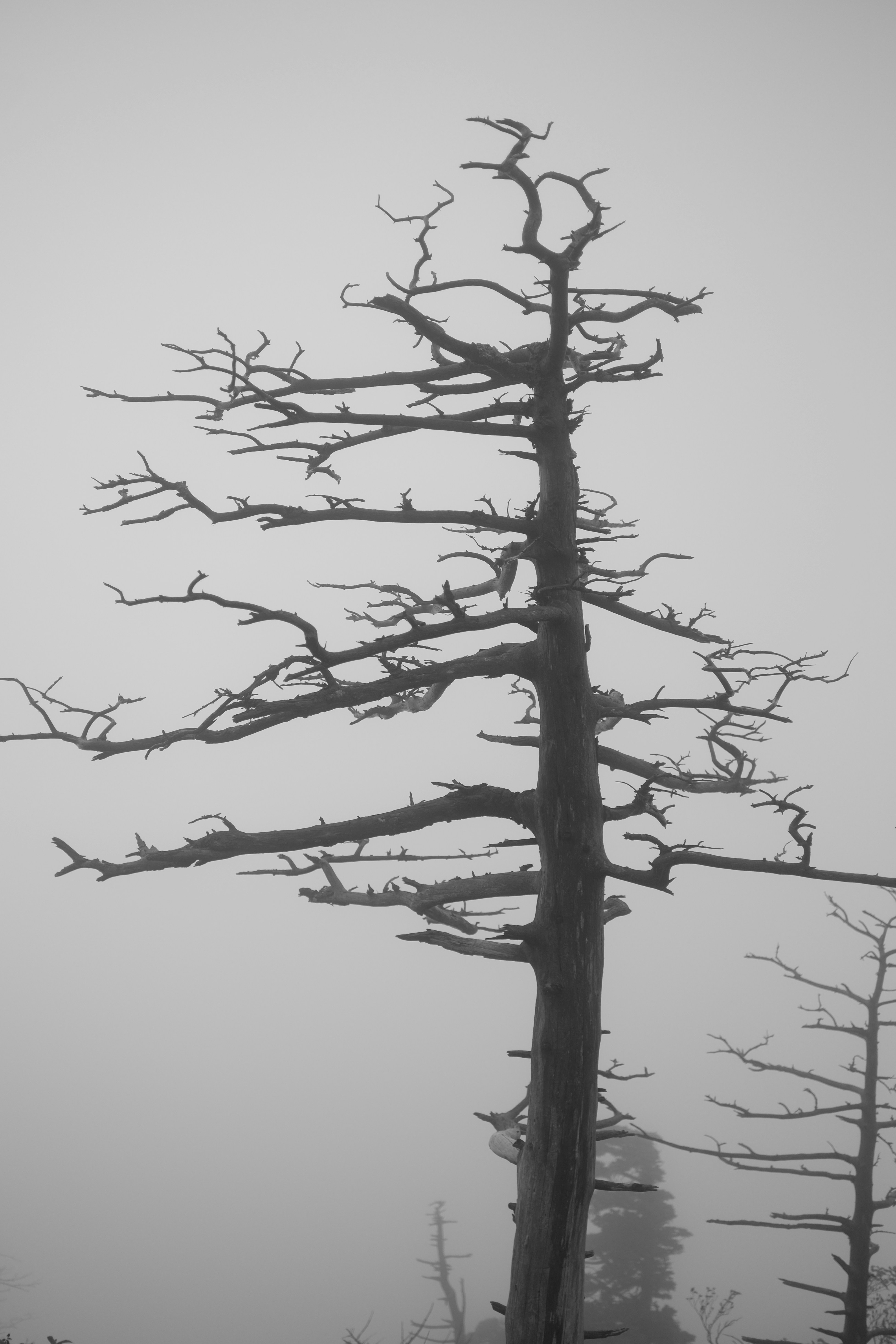 Lone Charred Swath: A Gnarled Sentinel in Mist