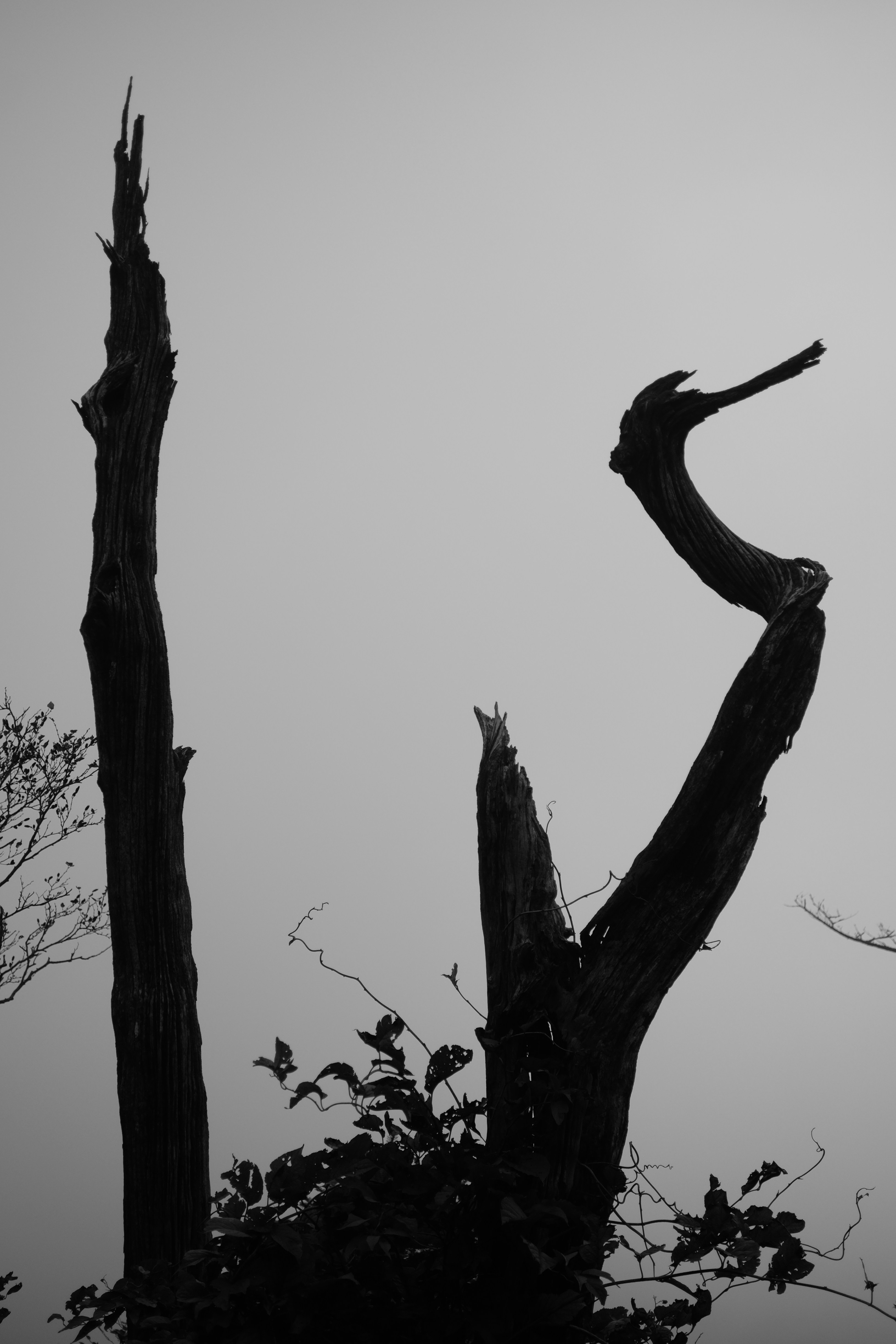 Silhouetted Sentinel: A Pair of Weathered Trunks Against The Gray Sky