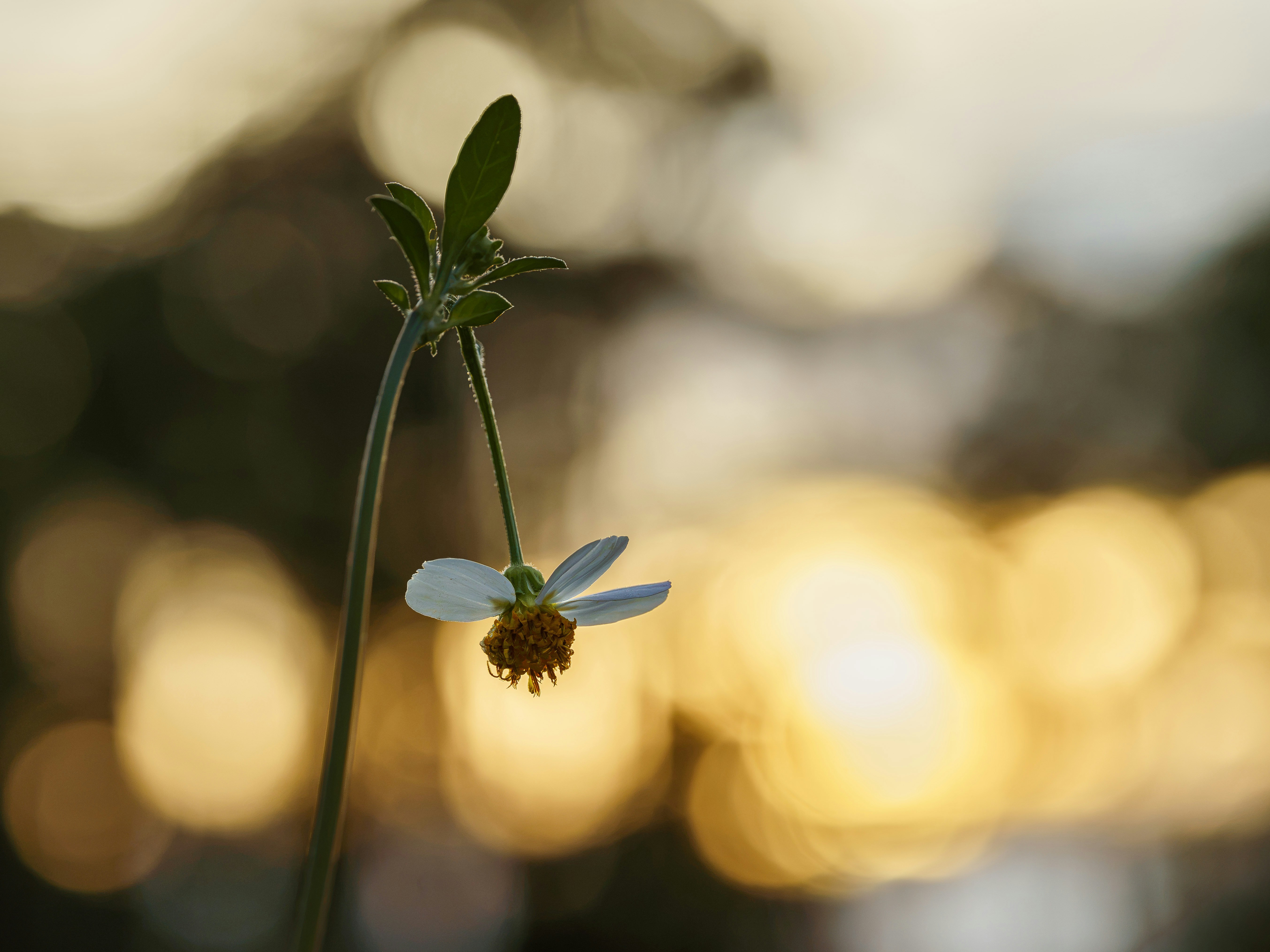 Backlit Dandelion Blossom Quietly Reaches for the Sunset