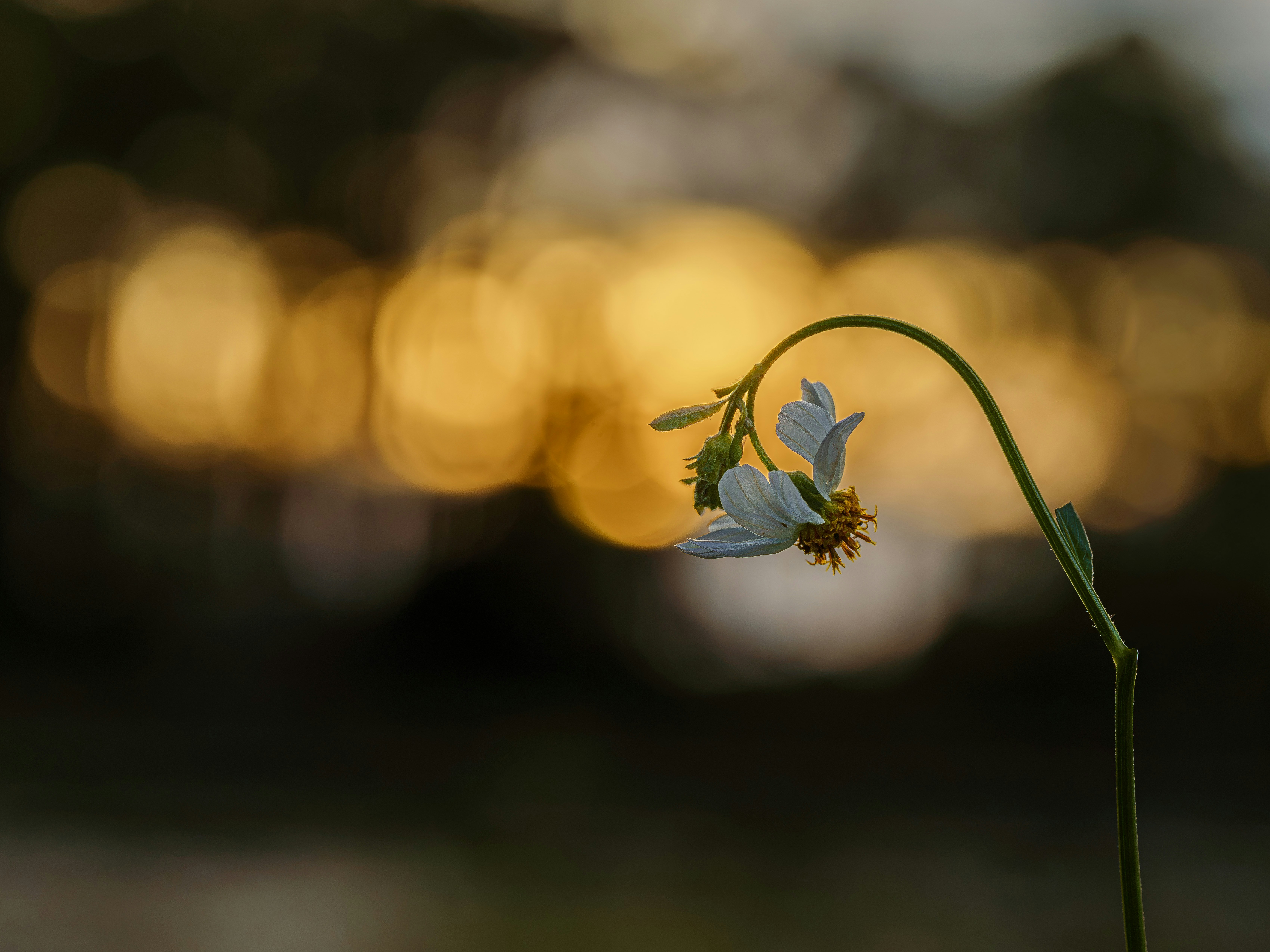 Delicate bloom in a gold-llow horizon