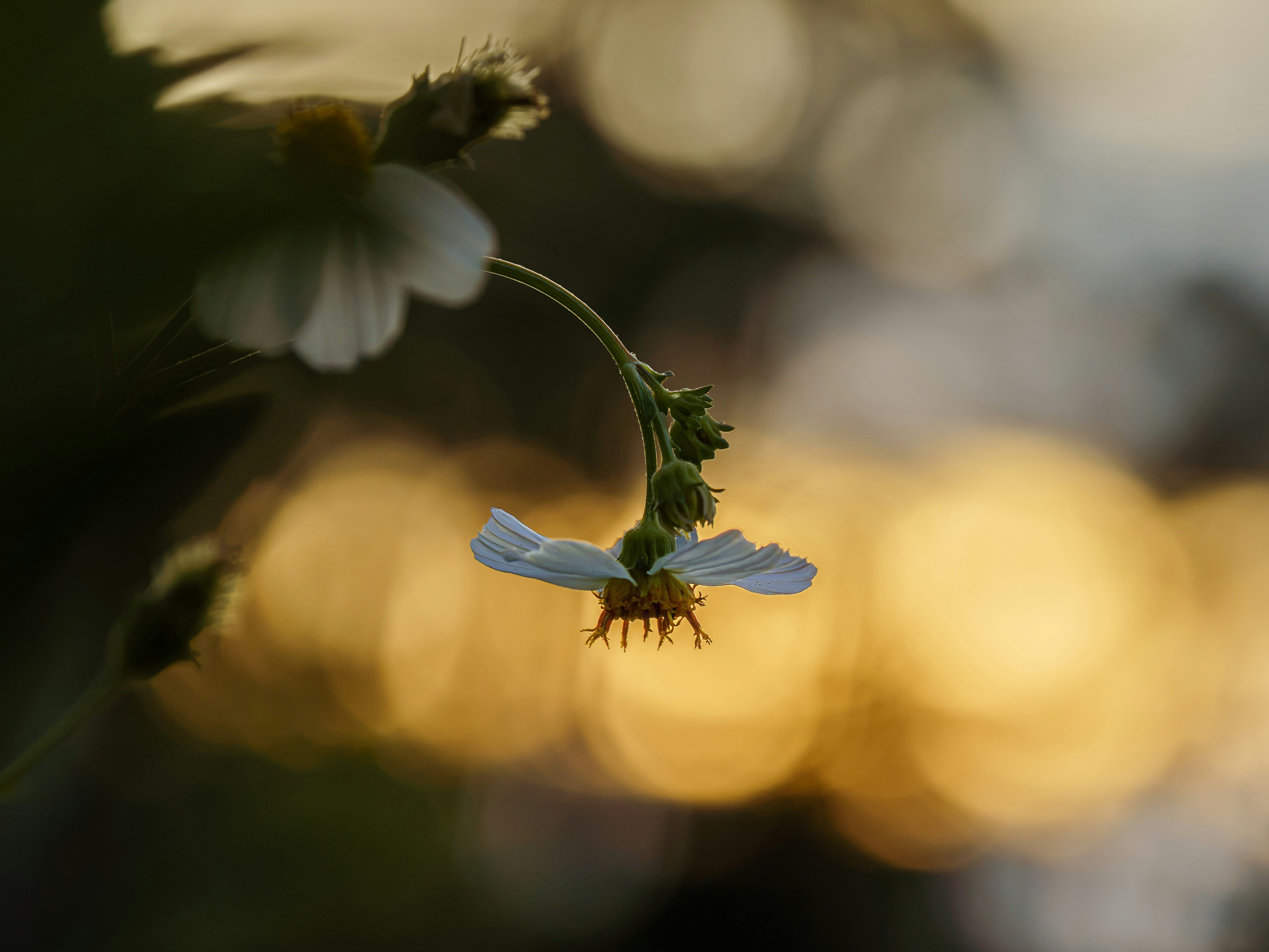 Petaled Curvature: A Distant Bloom in Golden Backlight