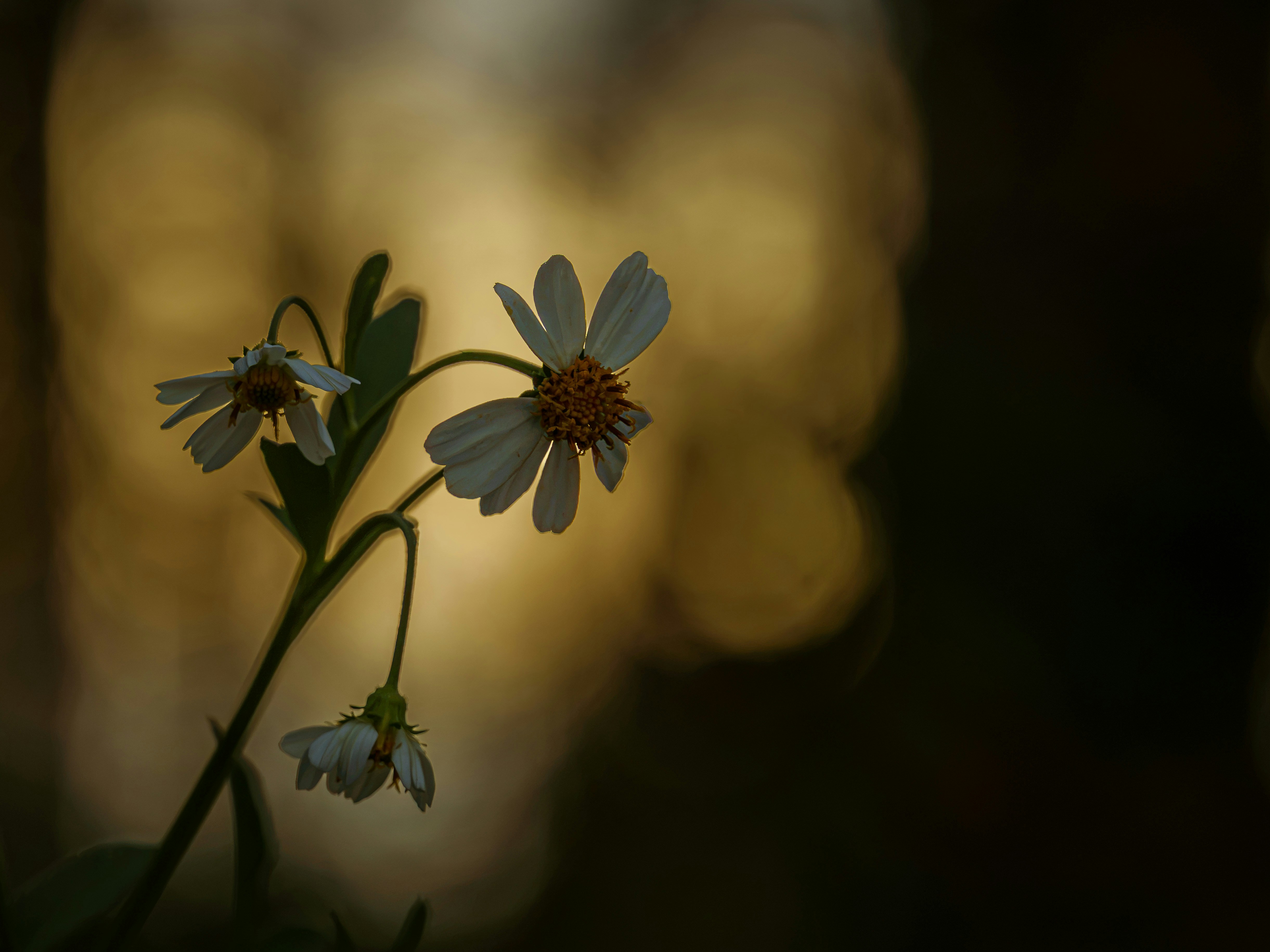 Daisy Spotlight in a Velvet Backdrop