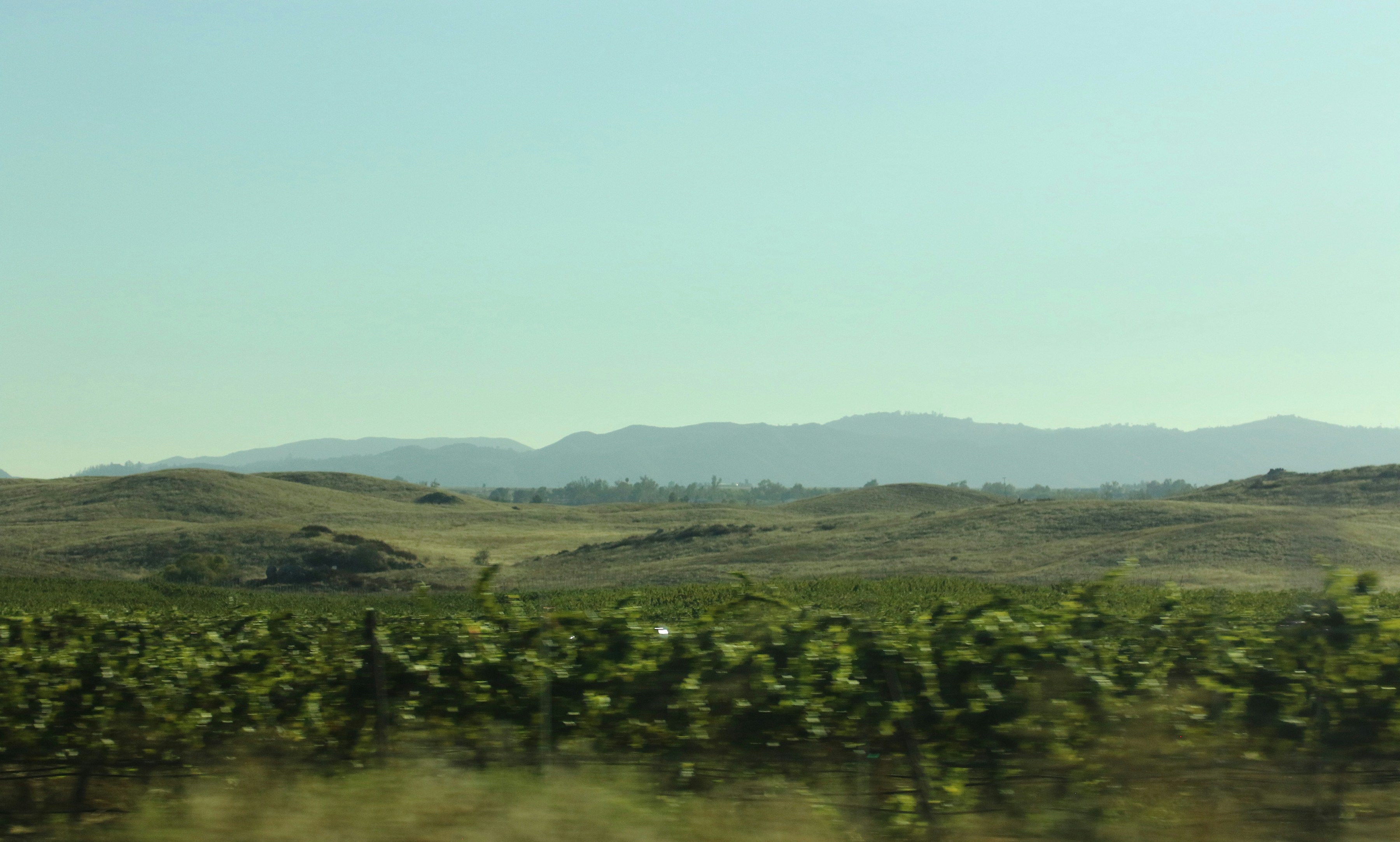 Rows of vineyard in the foreground lead the eye toward a distant mesa under a pale blue sky. A minimalist landscape capturing calm agricultural life.