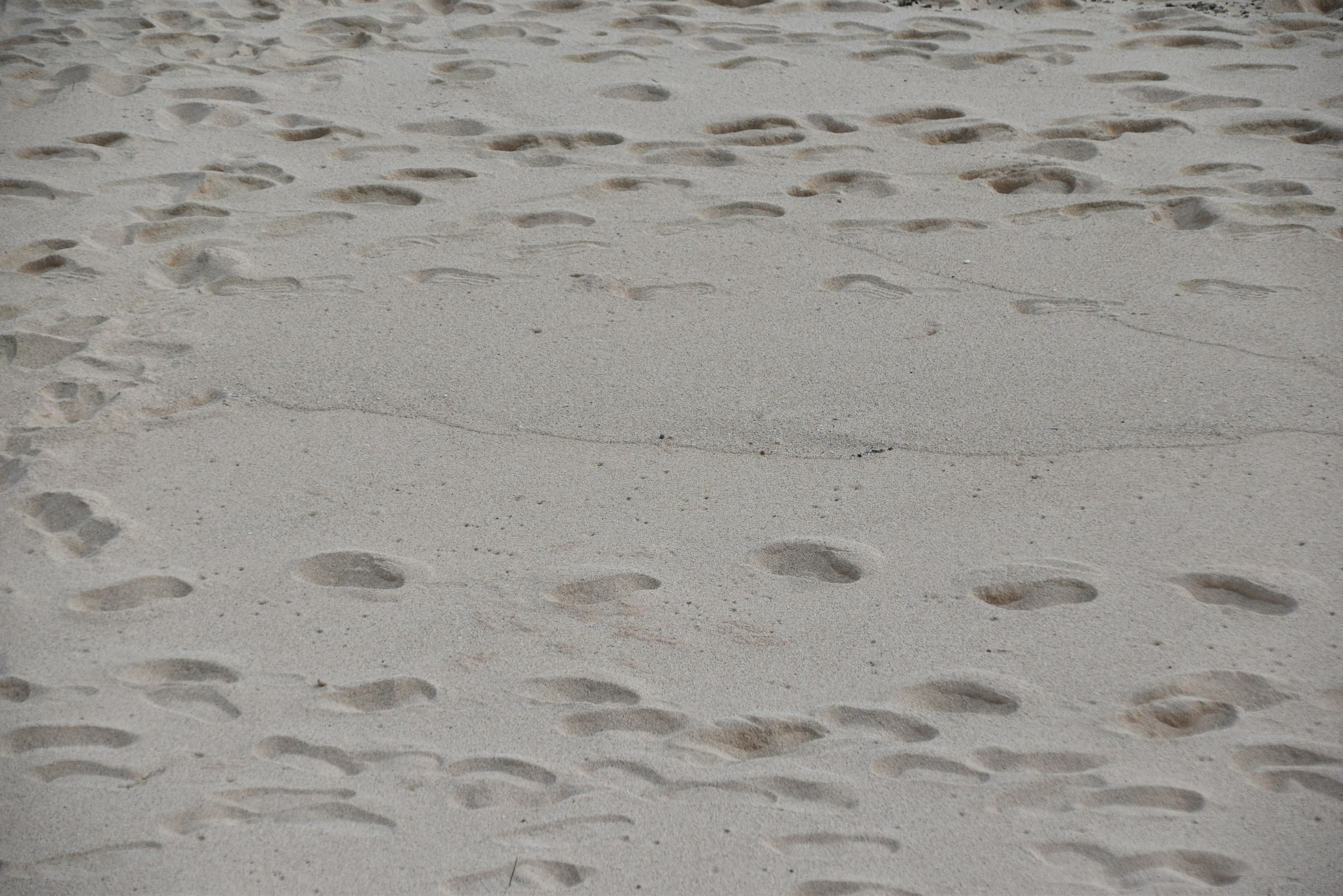 Soft footprints drift across smooth beach sand, suggesting recent passage along a quiet shoreline.