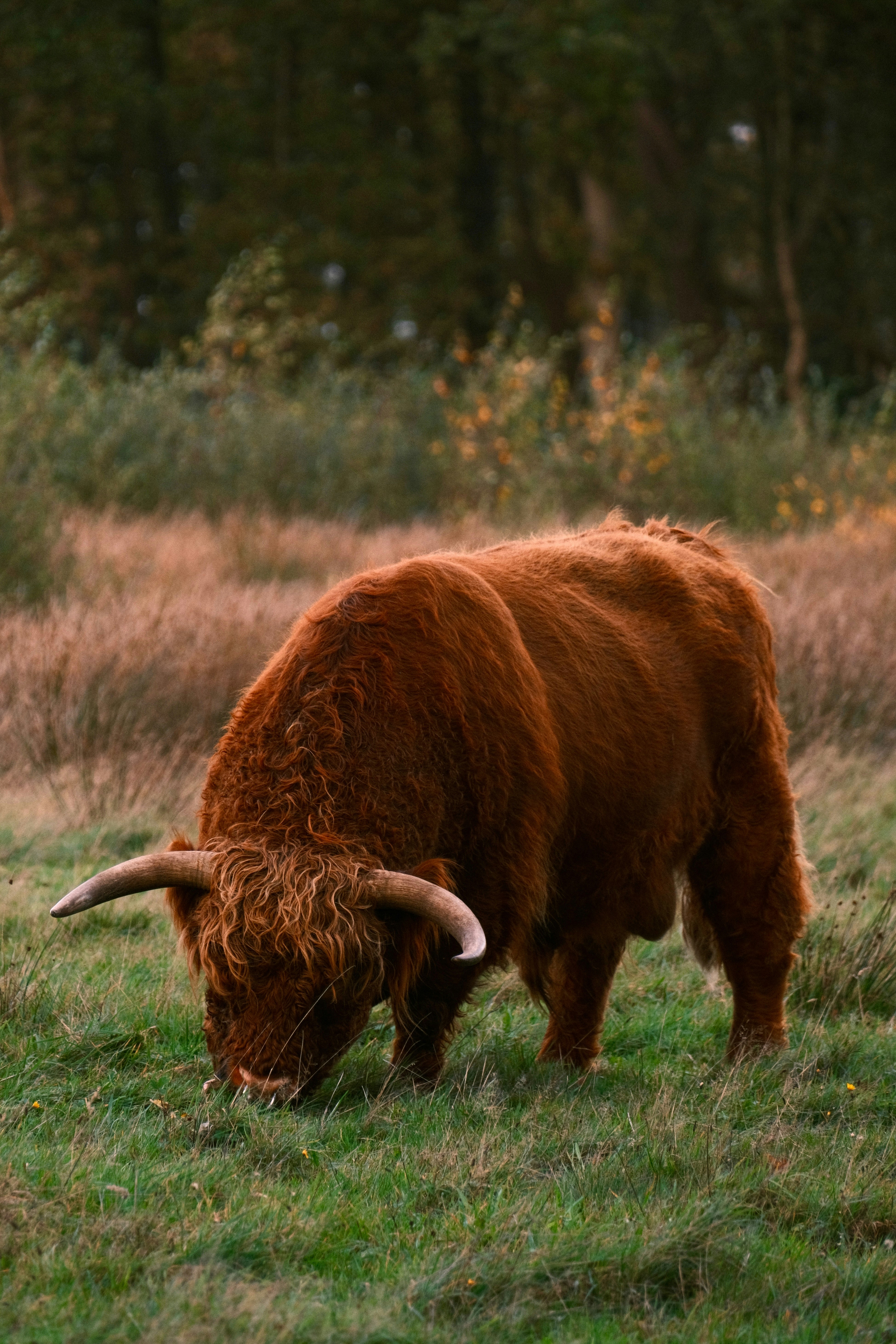 Red Highlander in Golden Light