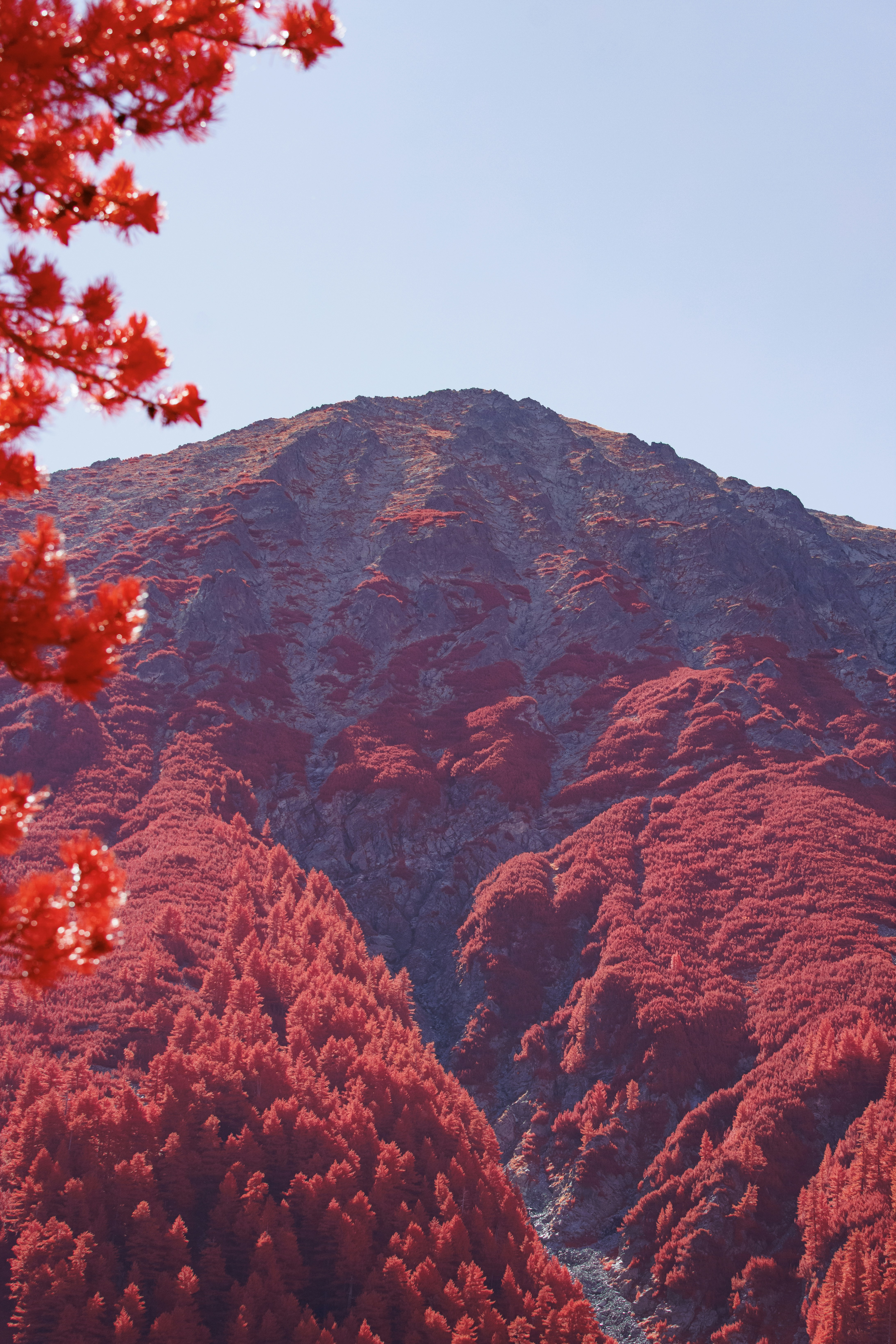 Red Ridge: Alpine Trees Clinging to the Mountain Face