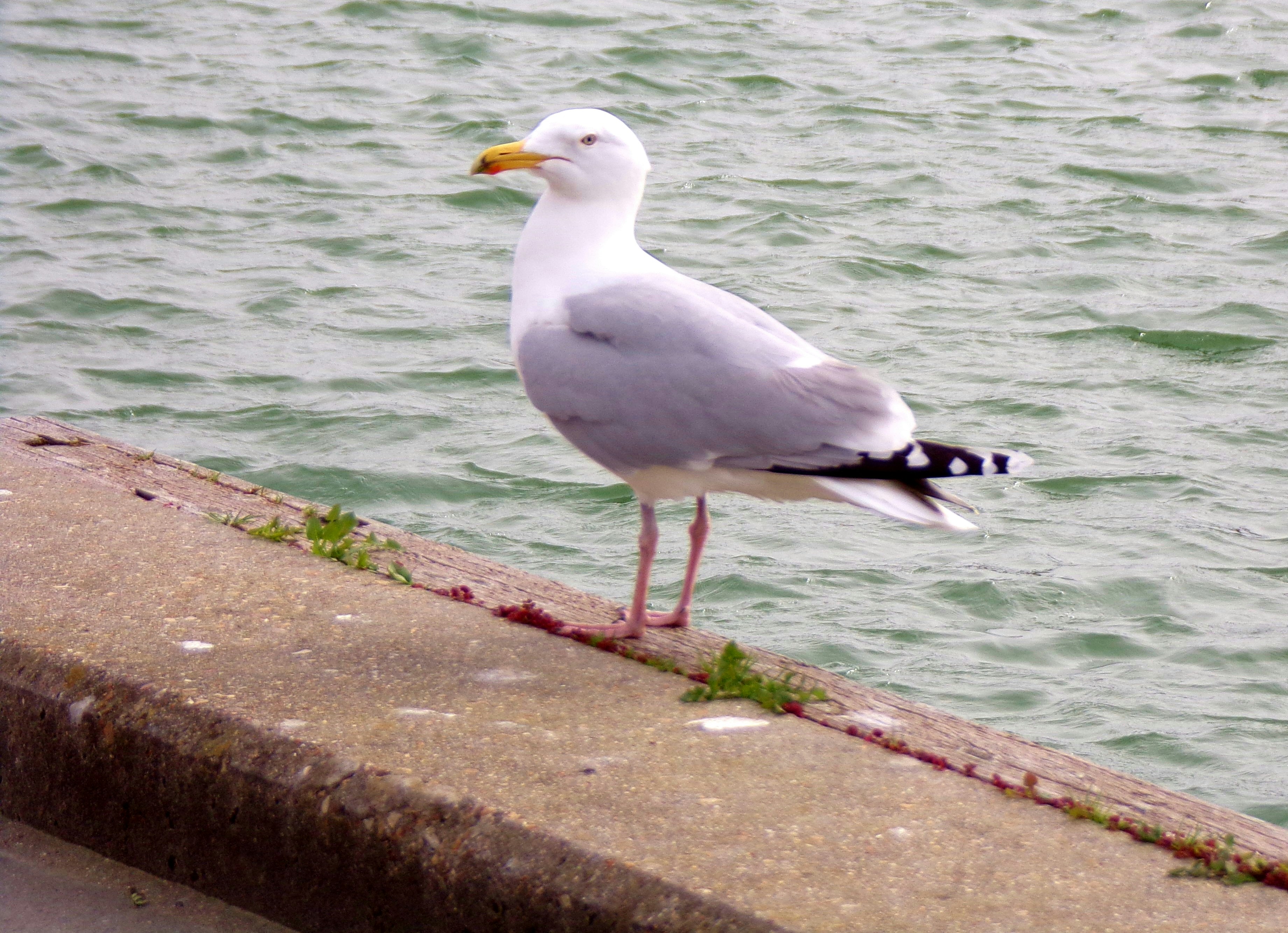 Seated Seagull at the Concrete Waterfront